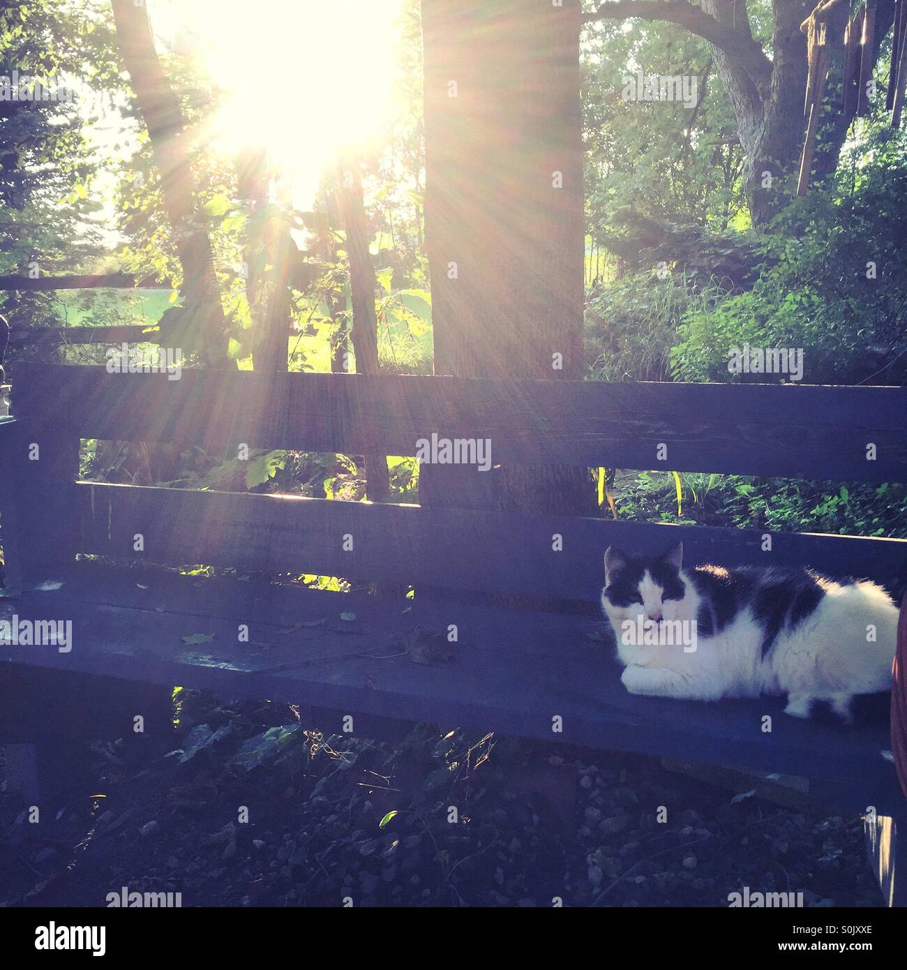 Cat on a bench Stock Photo - Alamy