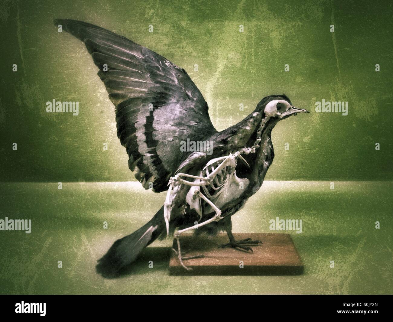 A dissected pigeon showing its skeleton Stock Photo - Alamy