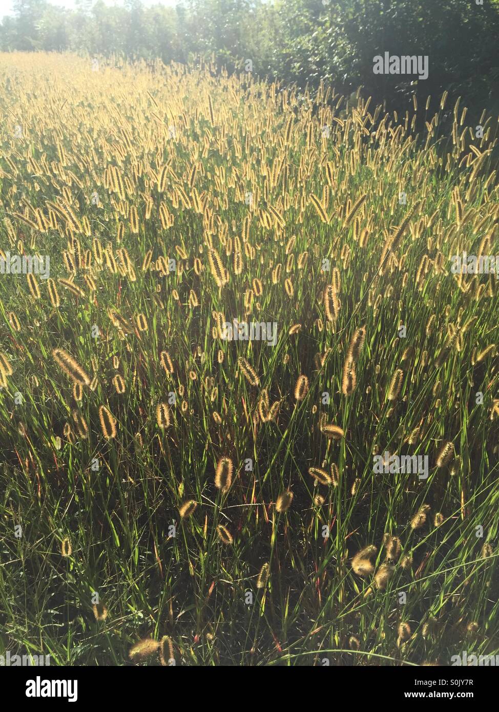 Bristle grass hi-res stock photography and images - Alamy