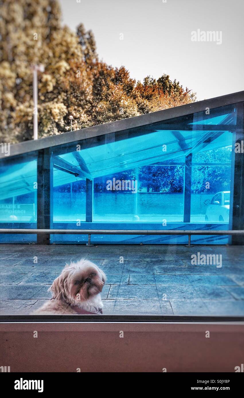 Dog in the courtyard Stock Photo - Alamy