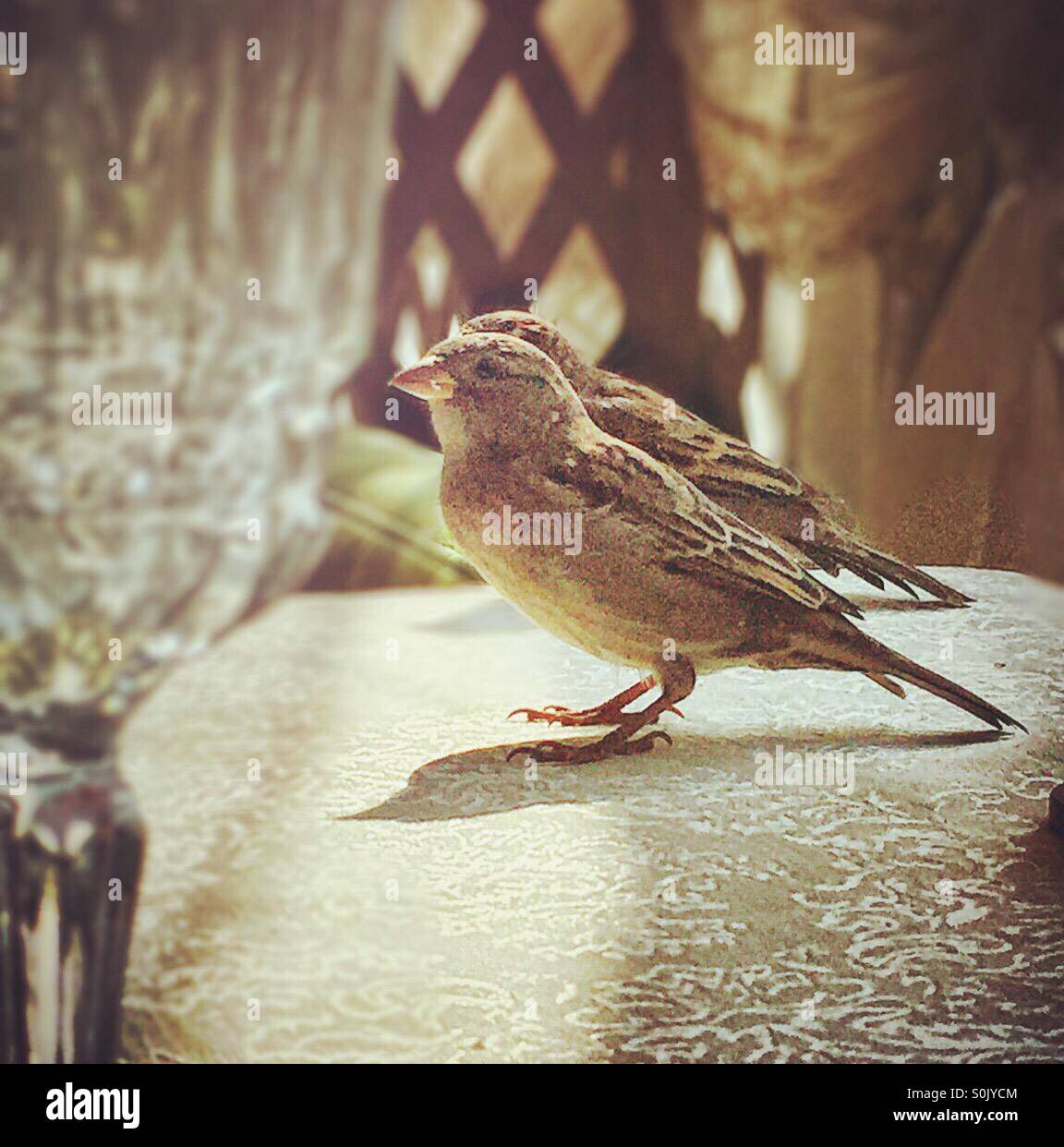Table birds hi-res stock photography and images - Alamy