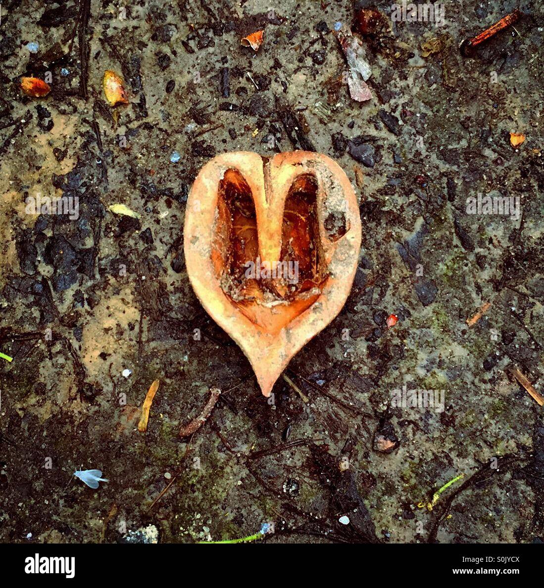 Nut Shell Stock Photos & Nut Shell Stock Images - Alamy