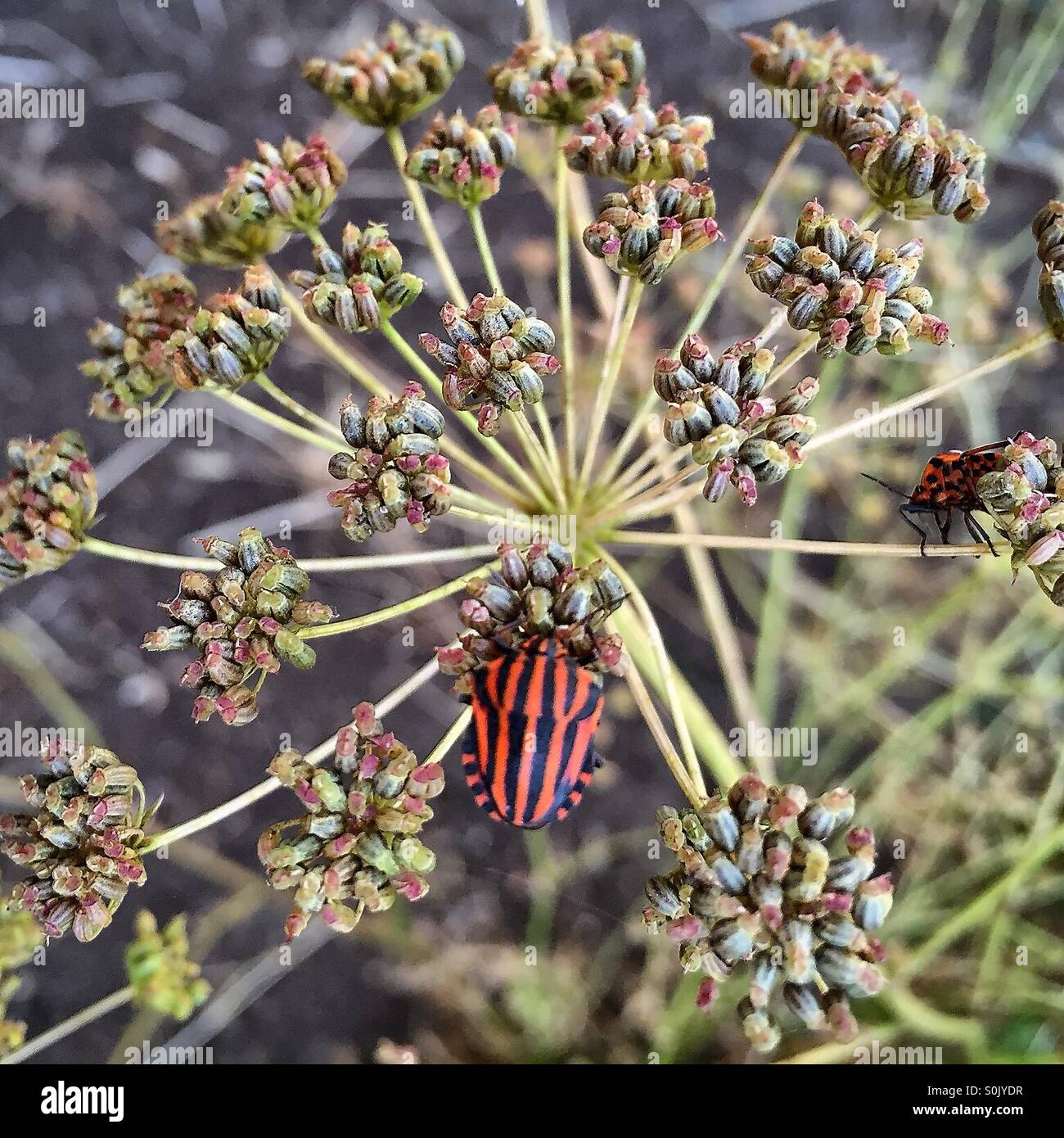 Red striped beetle hi-res stock photography and images - Alamy