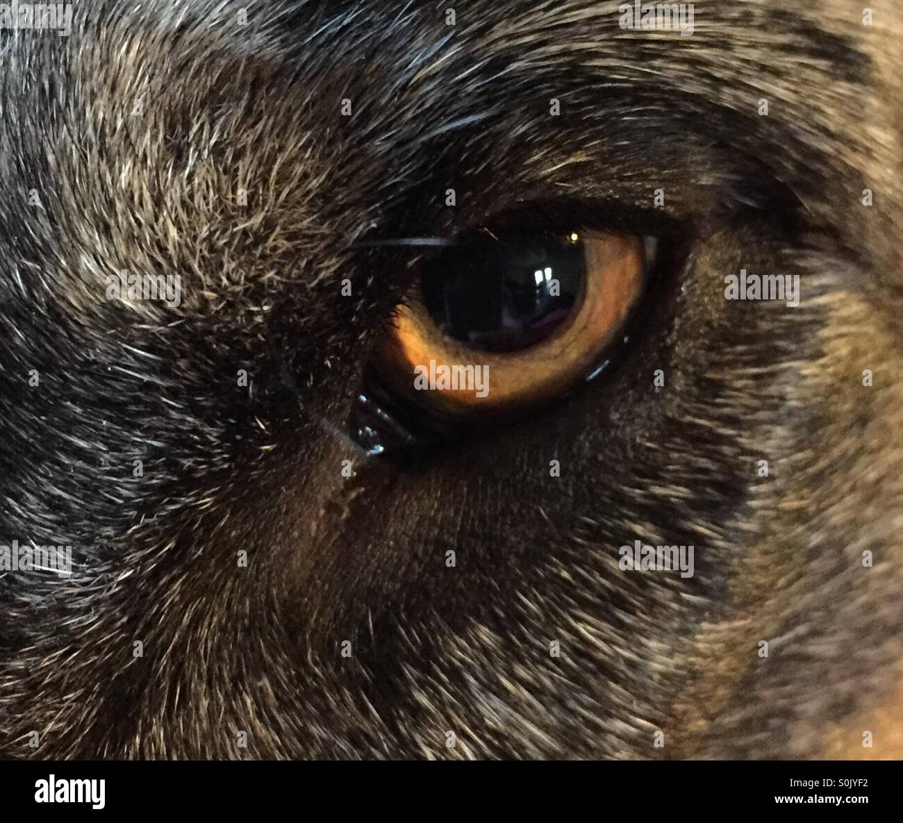 Dog eye hi-res stock photography and images - Alamy
