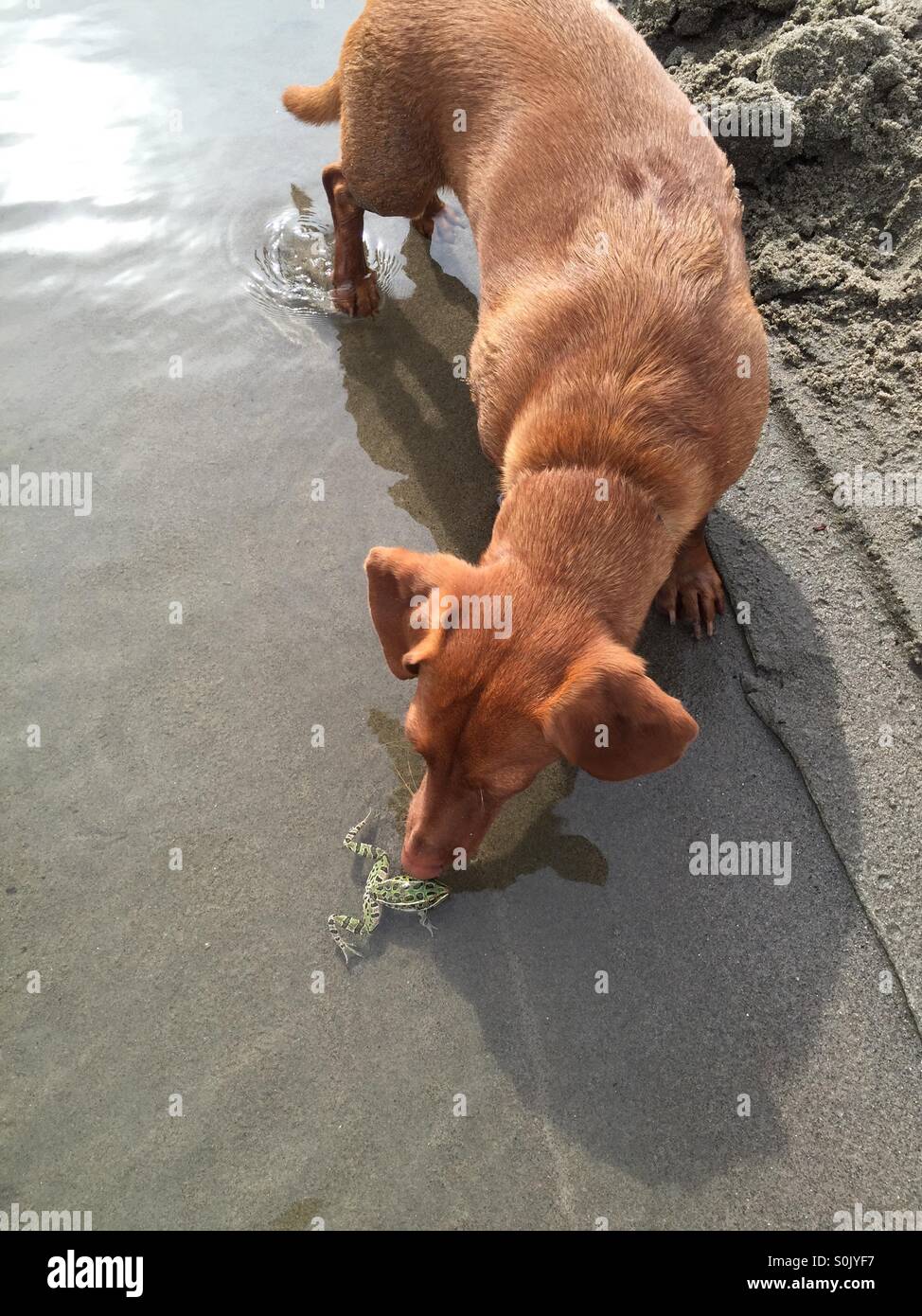 Kiss A Frog Stock Photos & Kiss A Frog Stock Images - Alamy