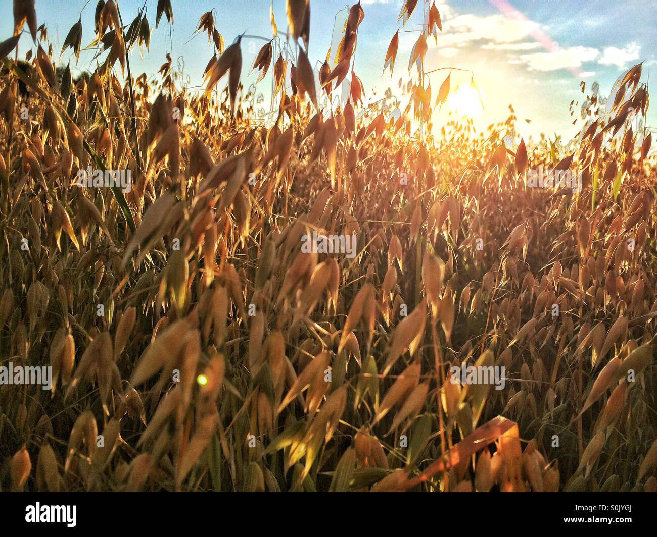 Oat field hi-res stock photography and images - Alamy