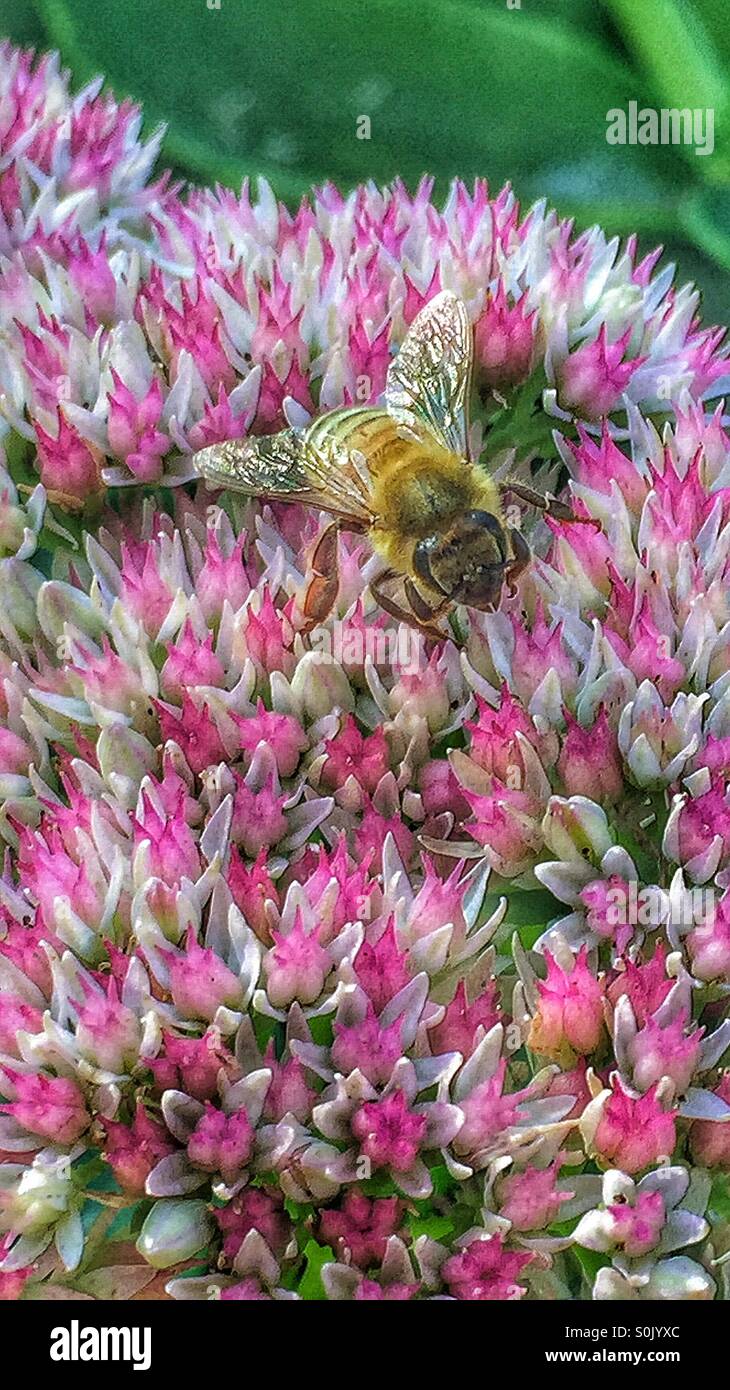 Shy Flower High Resolution Stock Photography and Images - Alamy