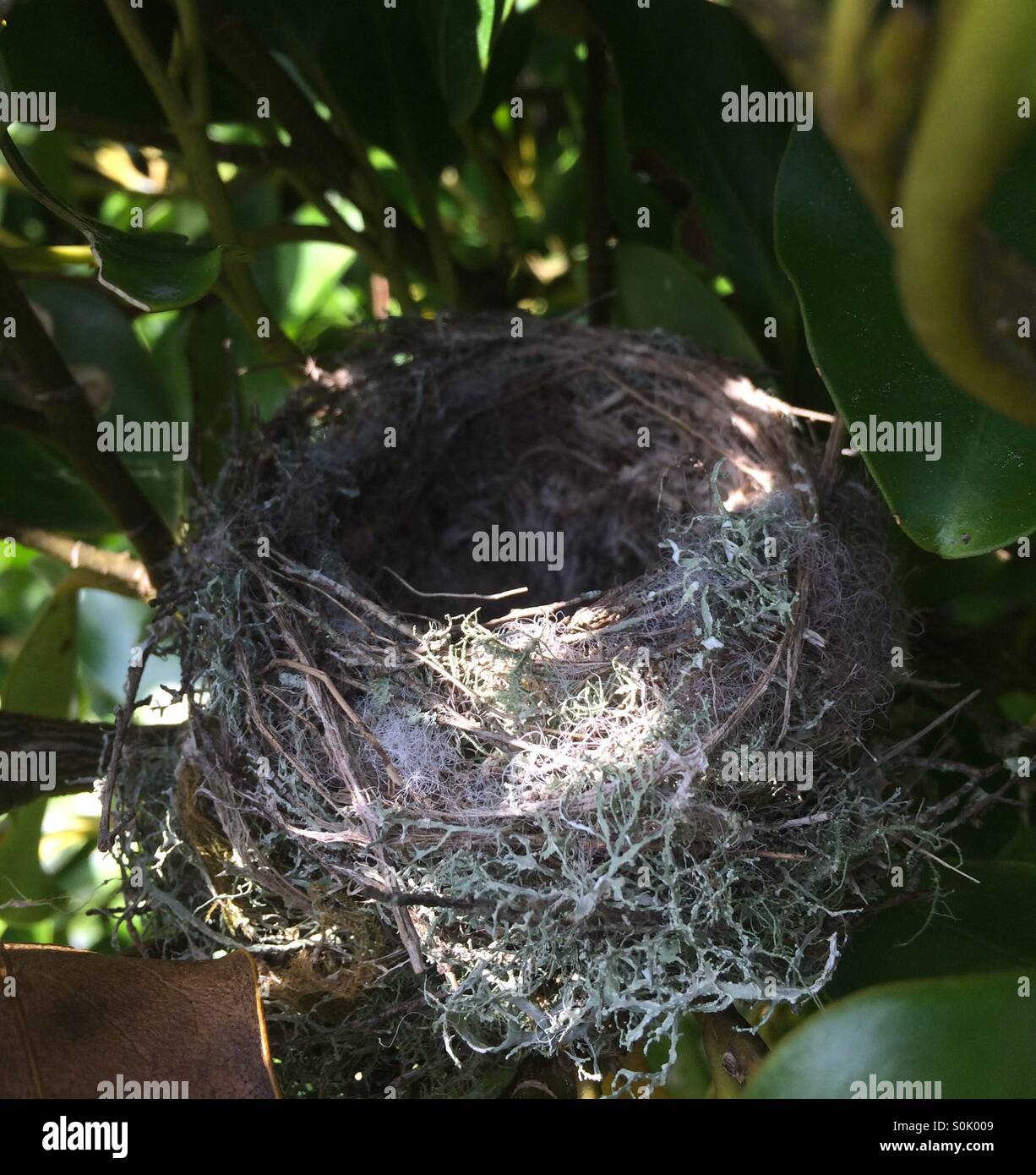 Empty nesters hi-res stock photography and images - Alamy