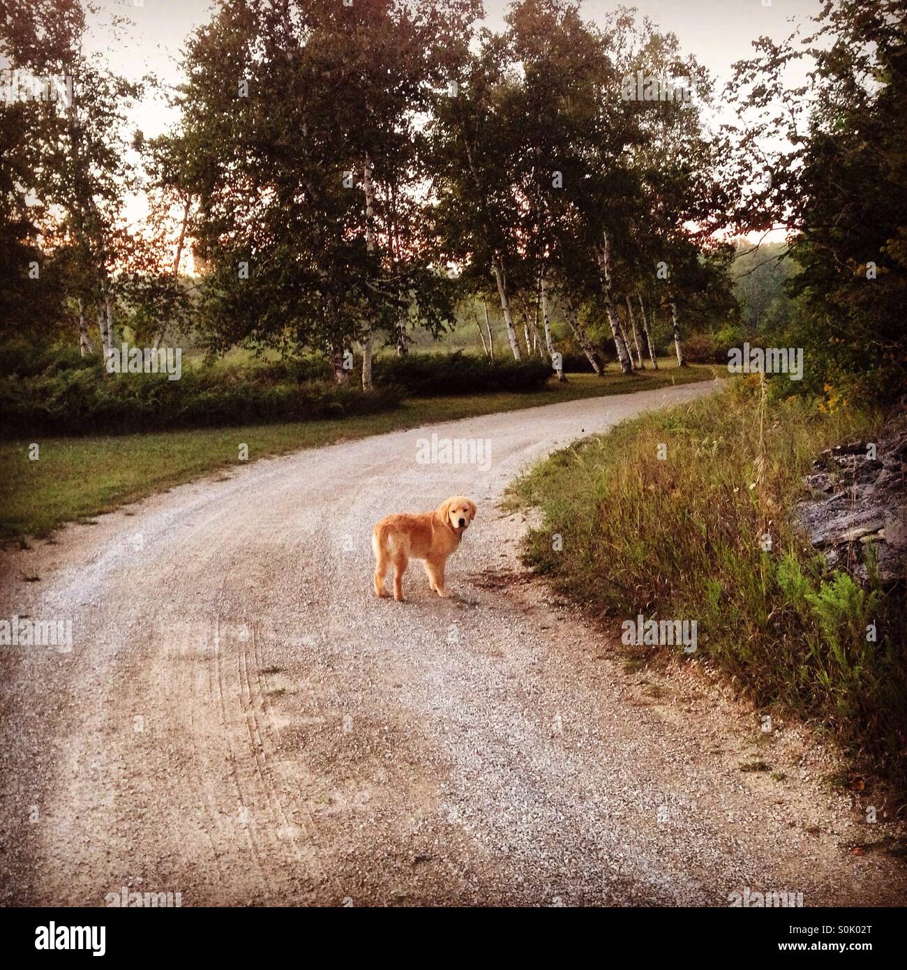 Homeward bound dog hi-res stock photography and images - Alamy