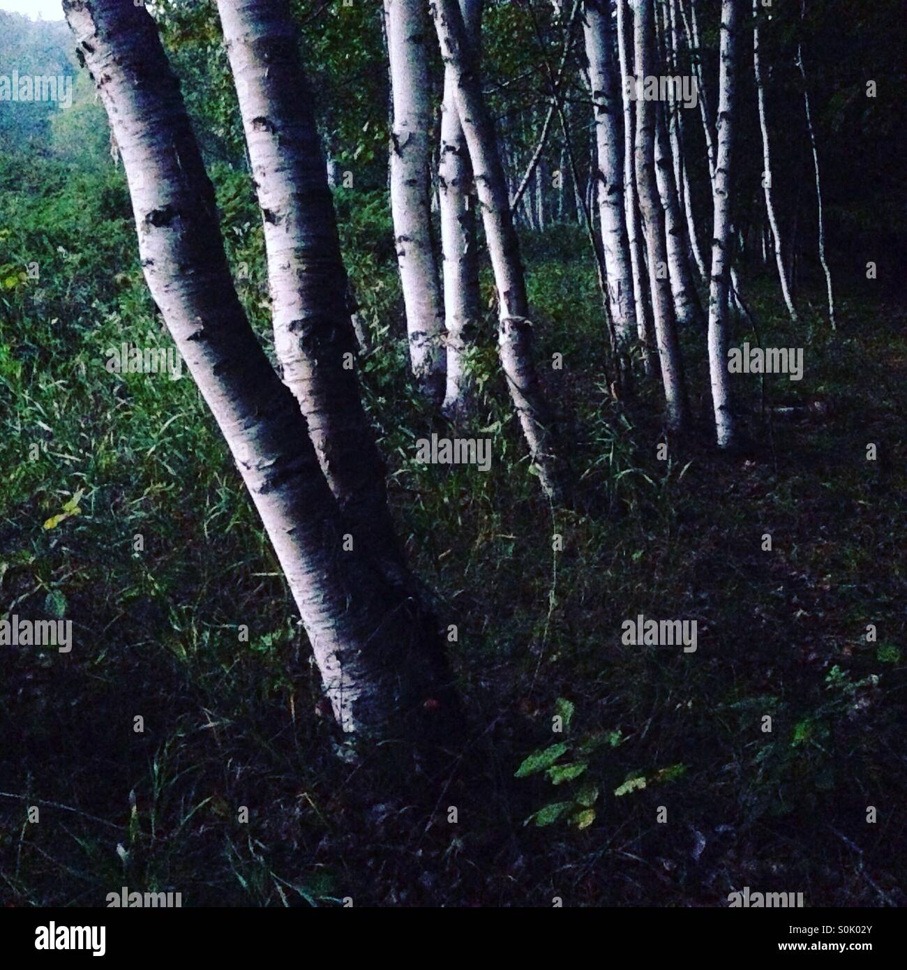 Dusk wood hi-res stock photography and images - Alamy