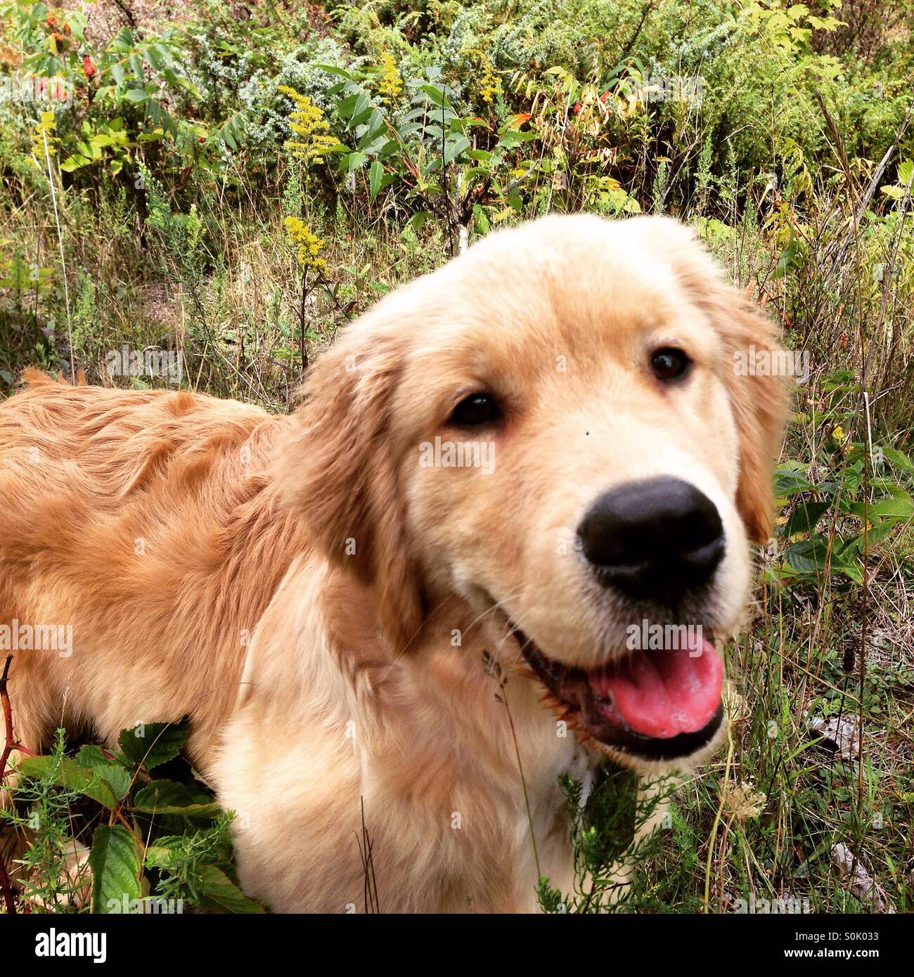 Golden retriever puppy smiling hi-res stock photography and images - Alamy
