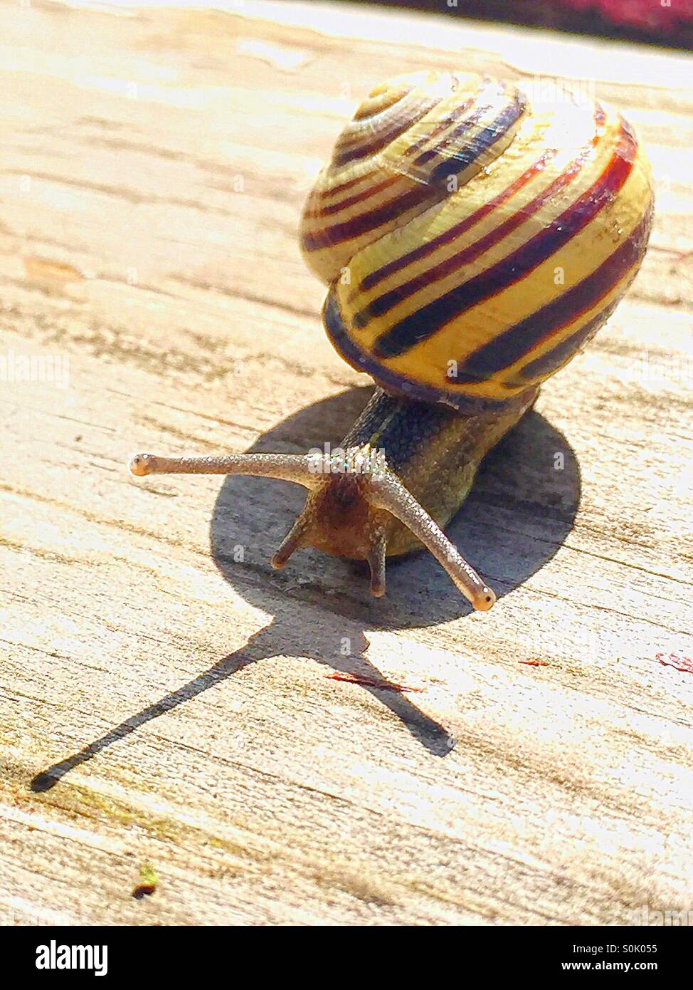 yellow and black striped snail on the wood floor Stock Photo - Alamy
