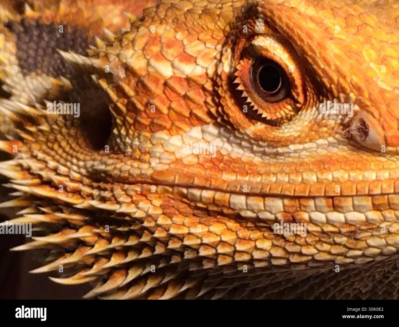 Tiger lizard hi-res stock photography and images - Alamy