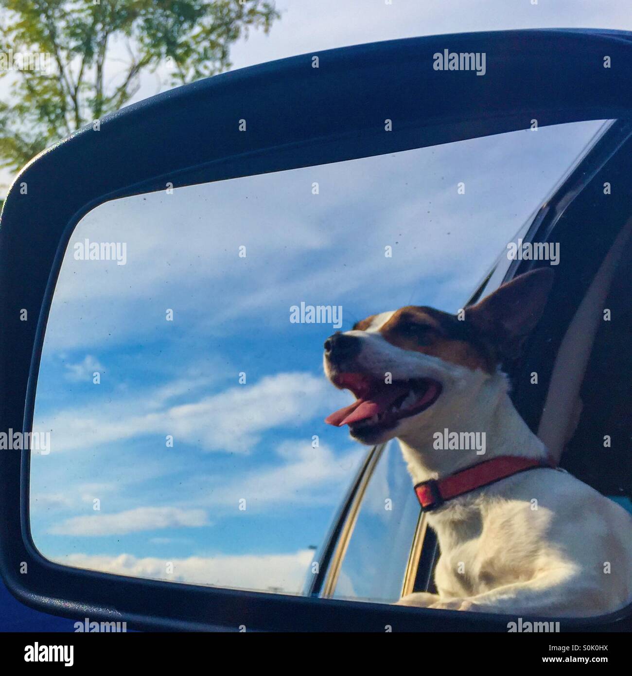 Dog leaning out of car window as reflected from car's side window Stock ...