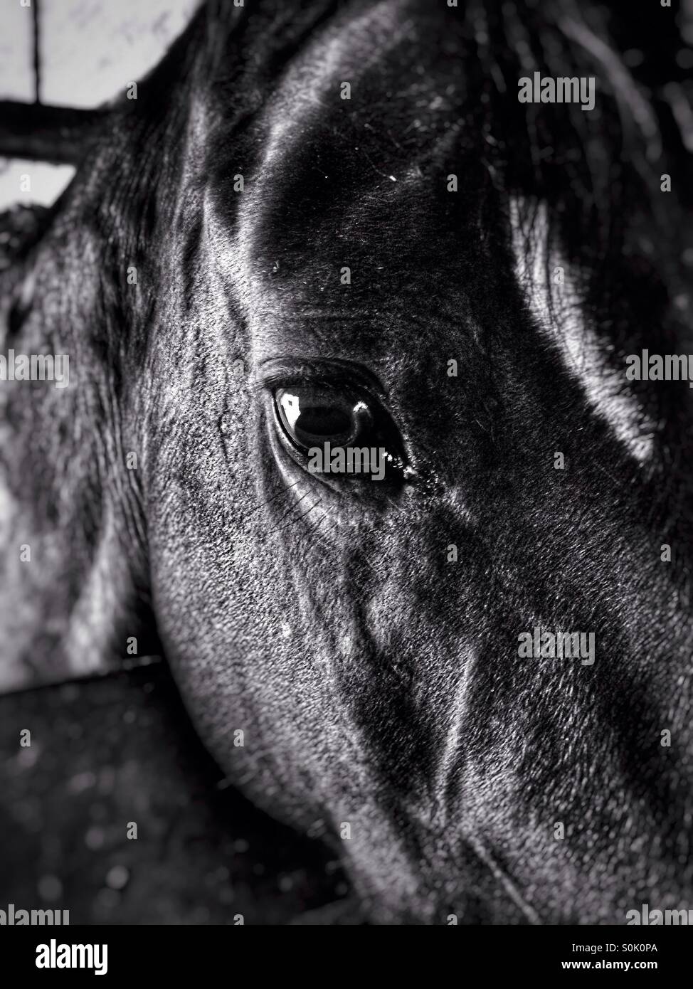 Horse Face Close Up Stock Photos & Horse Face Close Up Stock Images - Alamy