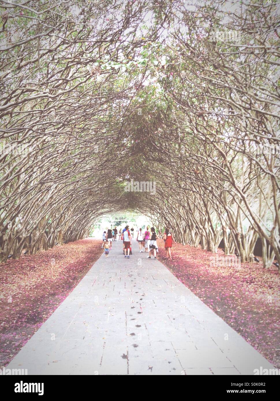 Tunnel of trees hi-res stock photography and images - Alamy