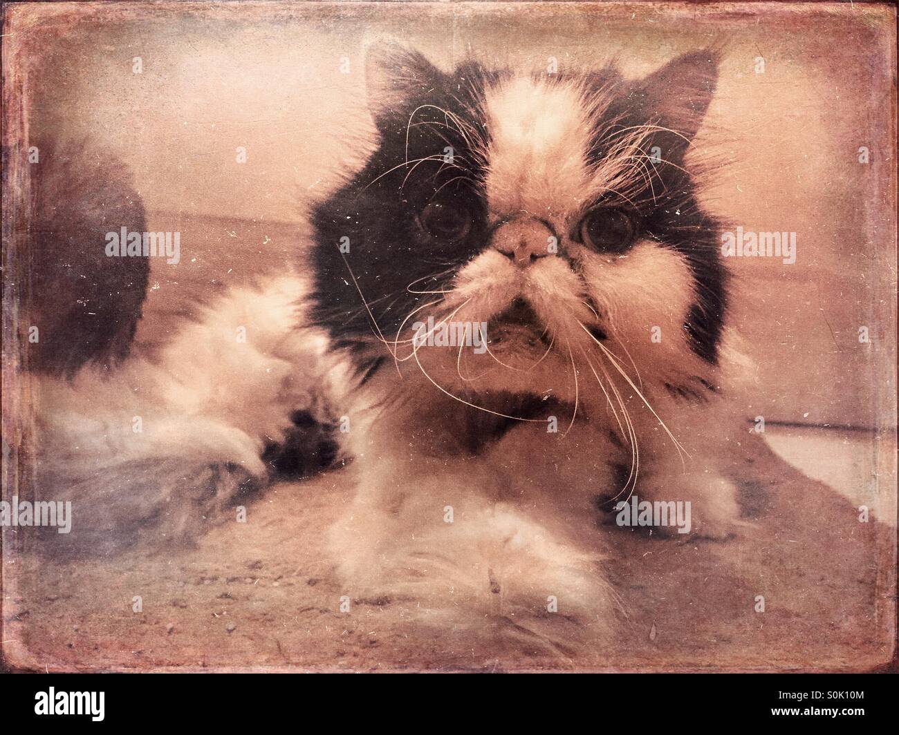 Persian cat flat face hi-res stock photography and images - Alamy