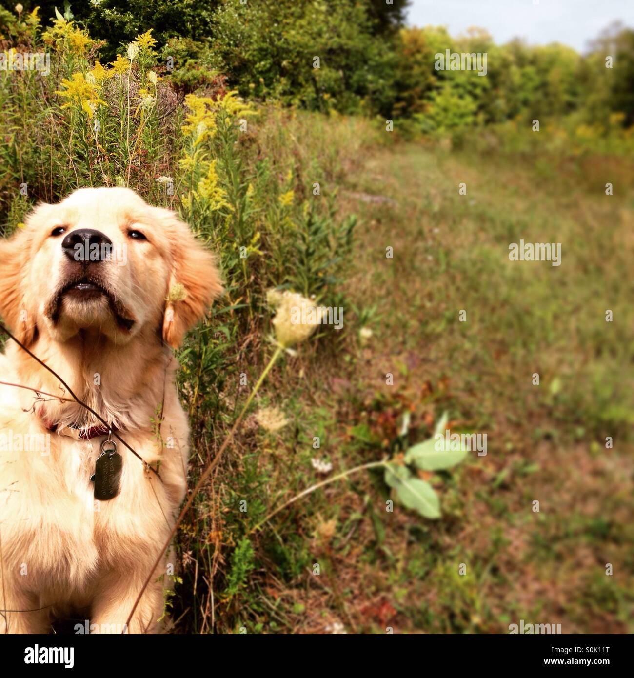 Snooty golden retriever puppy in autumn landscape Stock Photo - Alamy