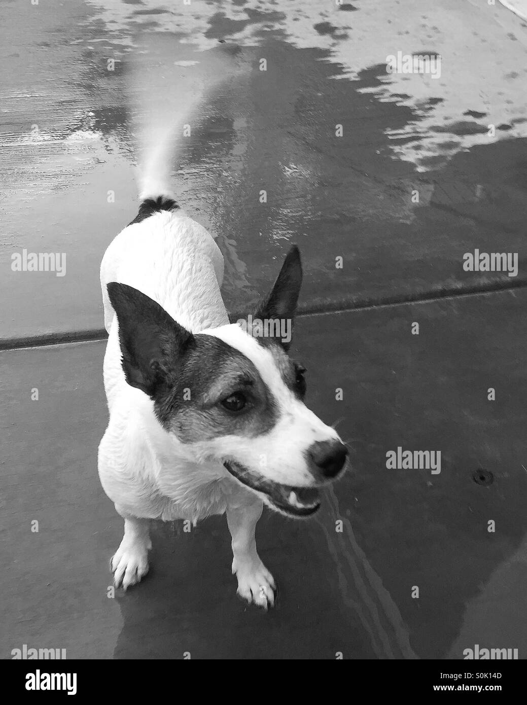 Breed after Black and White Stock Photos & Images - Alamy