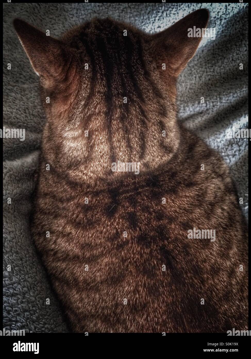 Cat seen from behind hi-res stock photography and images - Alamy