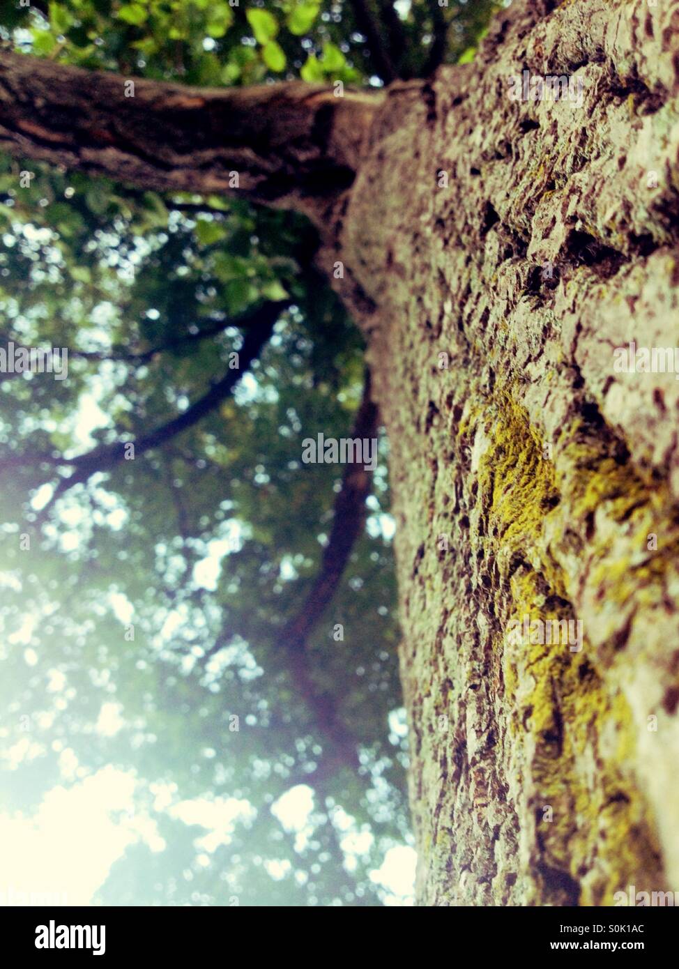 Looking up a tree Stock Photo - Alamy