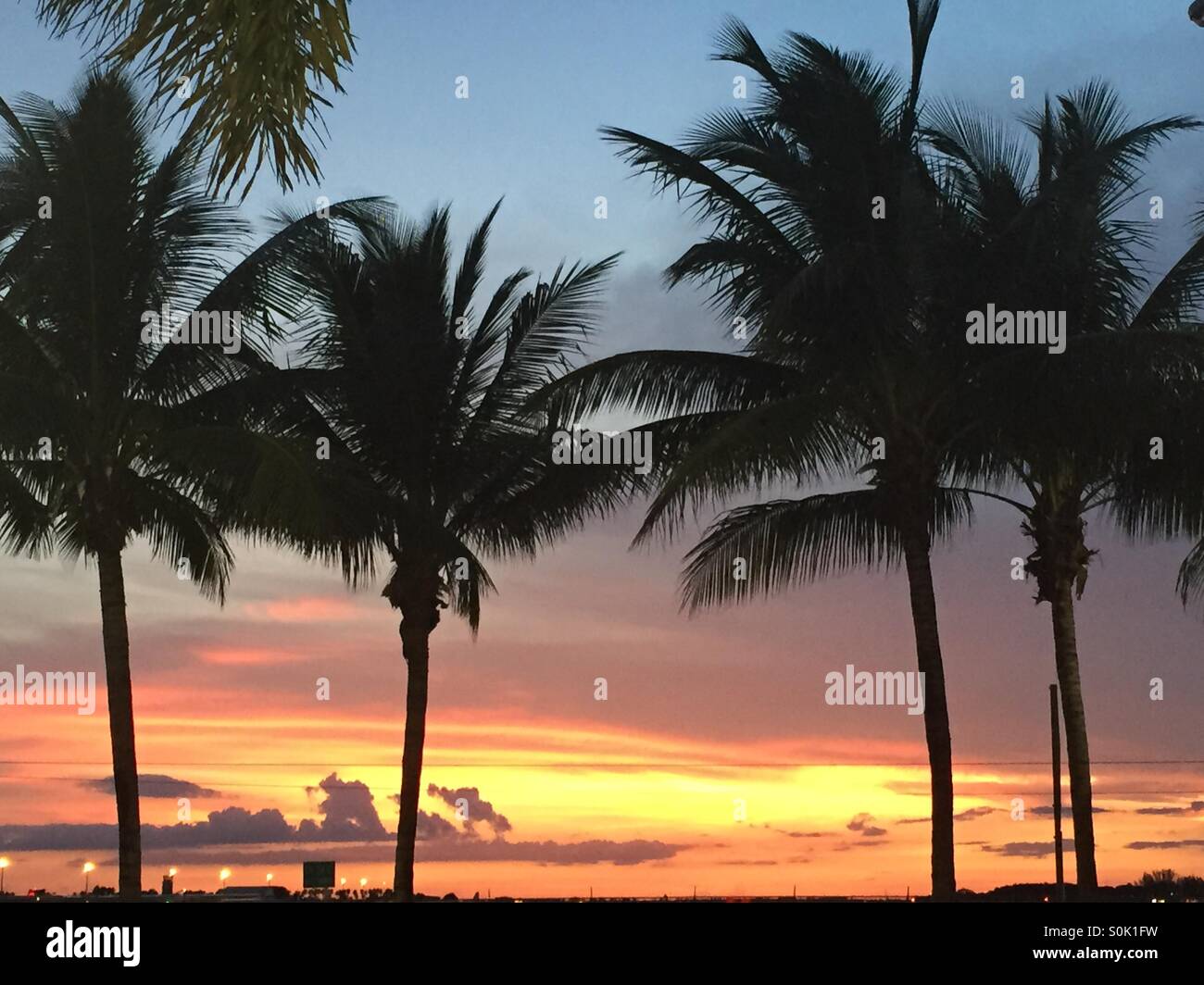 Miami palm trees hi-res stock photography and images - Alamy