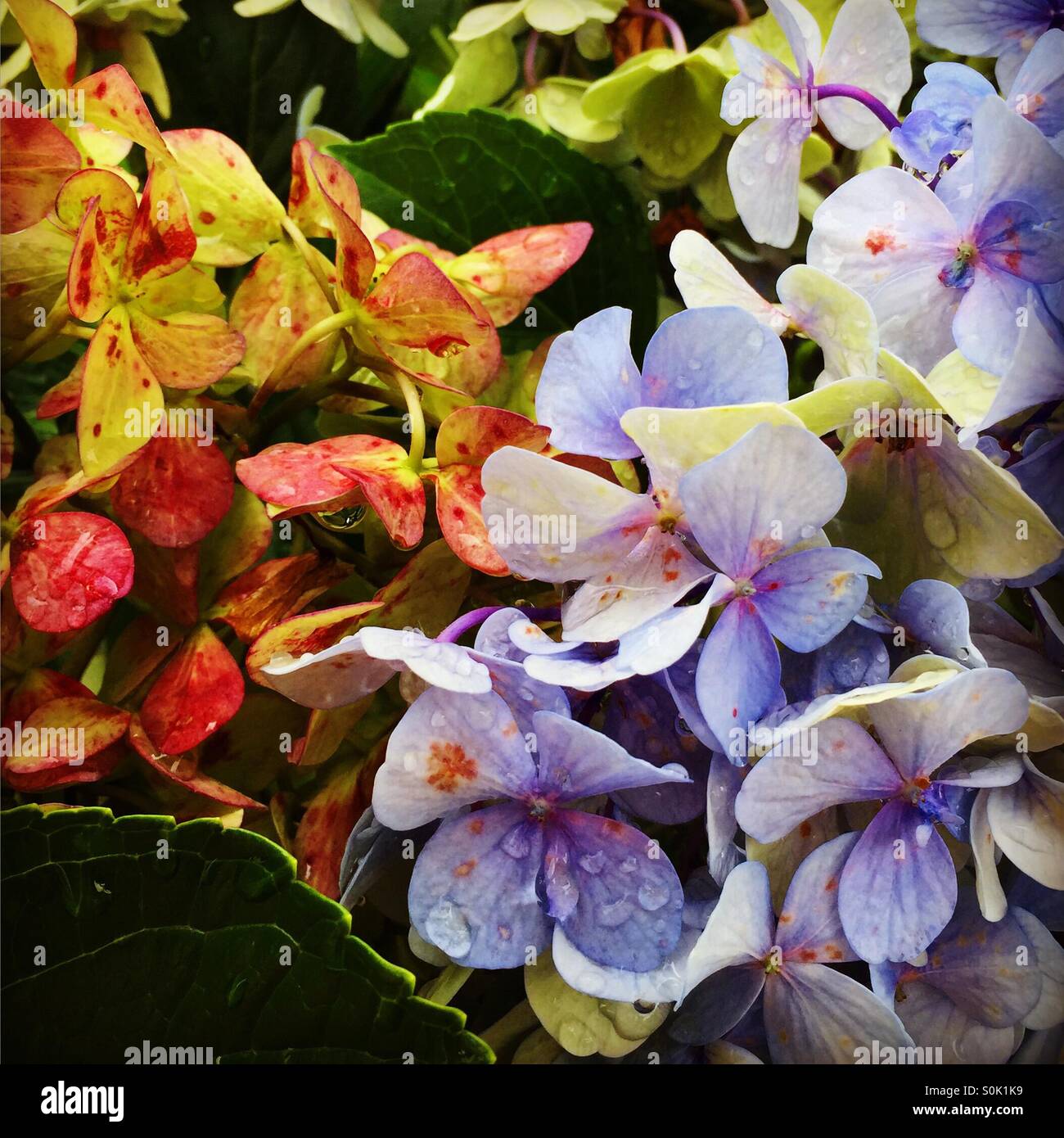 On the spectrum Stock Photo - Alamy