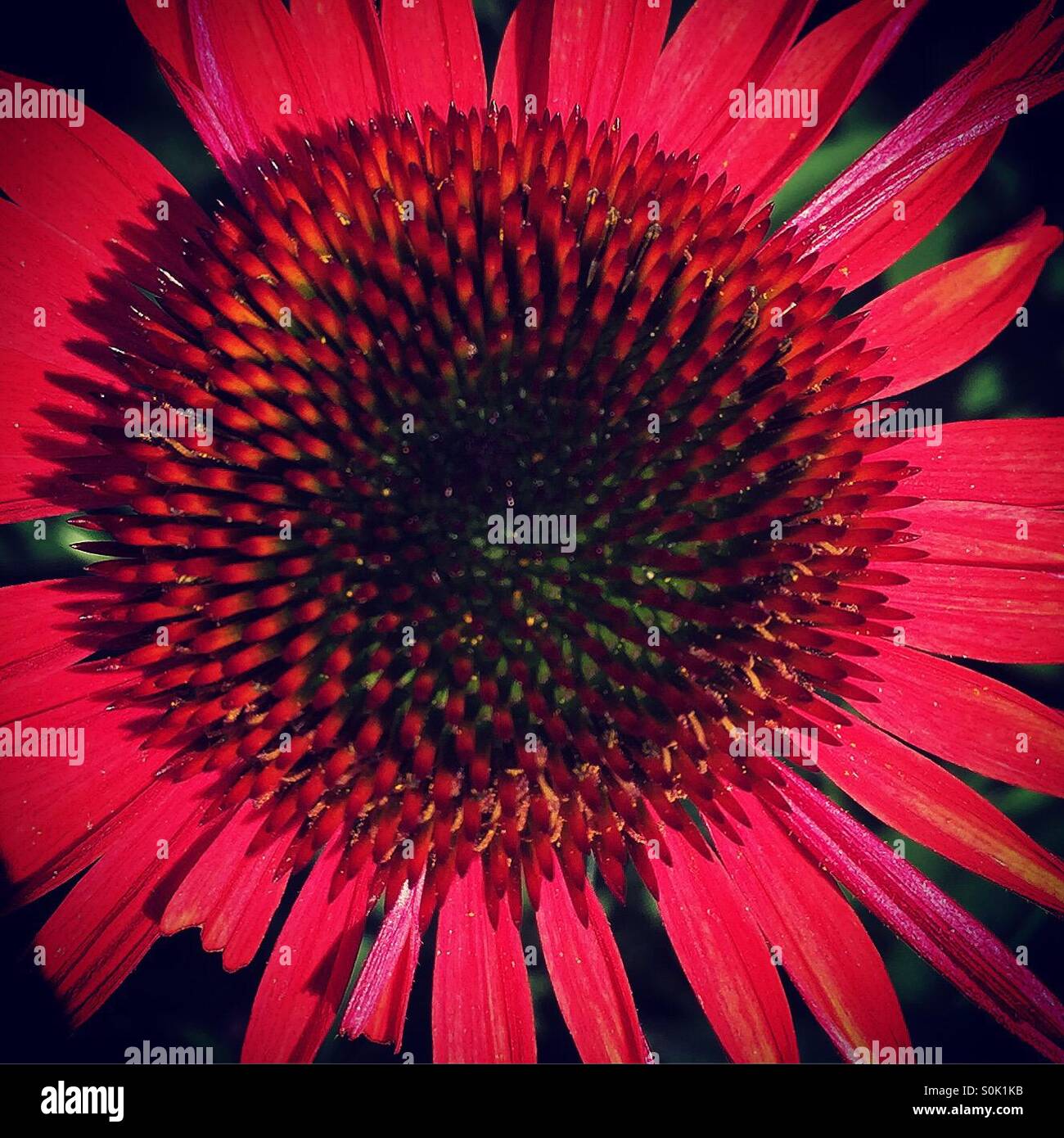 Distinct details hi-res stock photography and images - Alamy