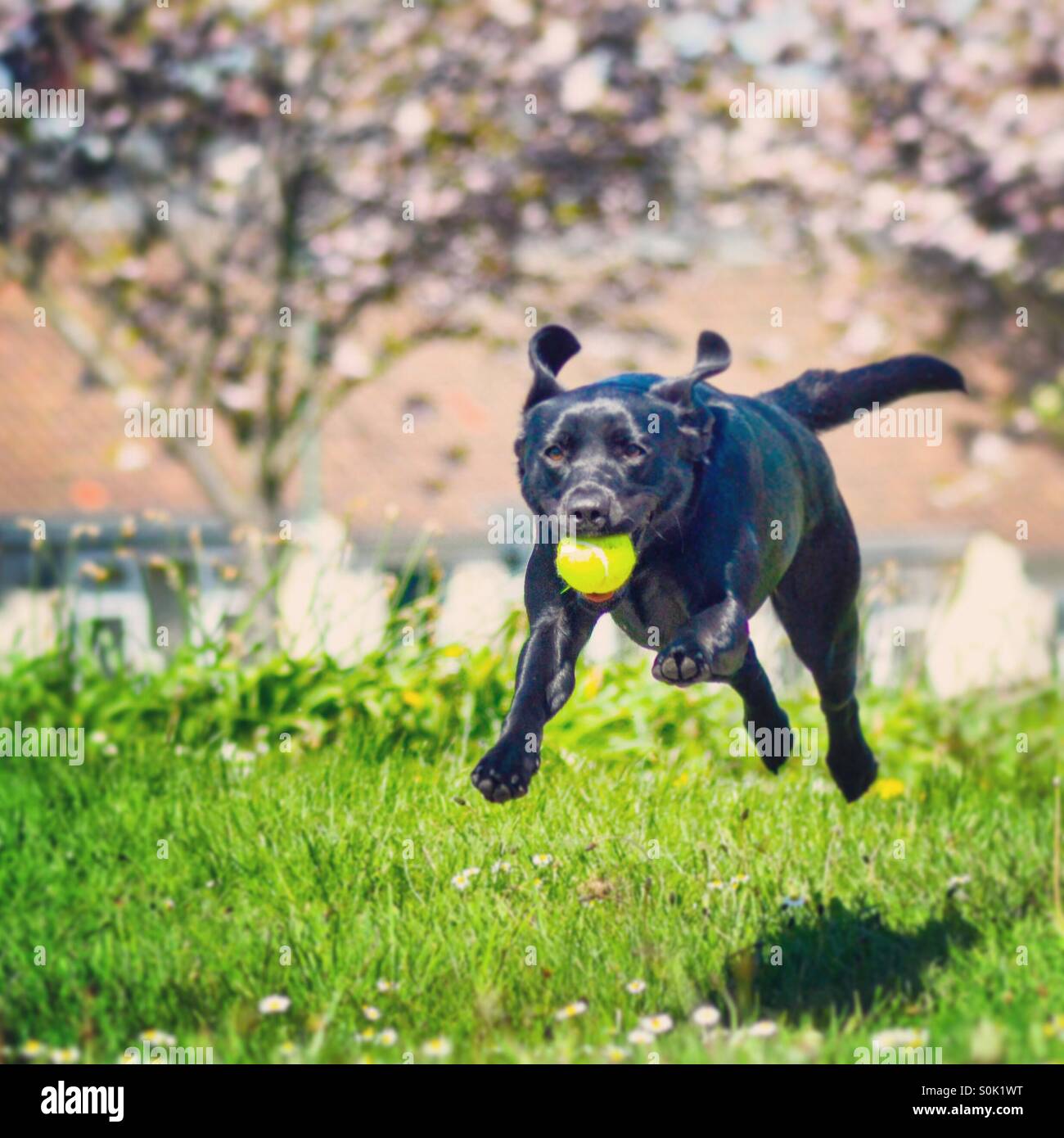 Black Labrador dog jumping through air with tennis ball Stock Photo - Alamy