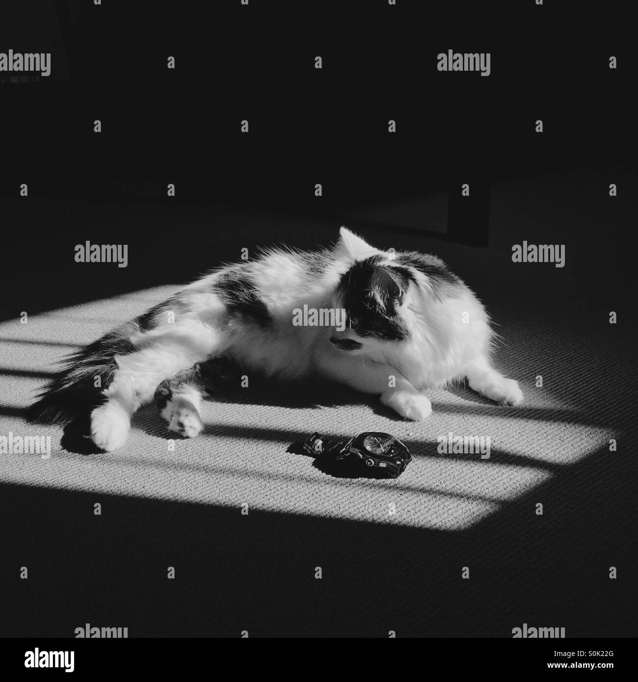 Watch cat hi-res stock photography and images - Alamy