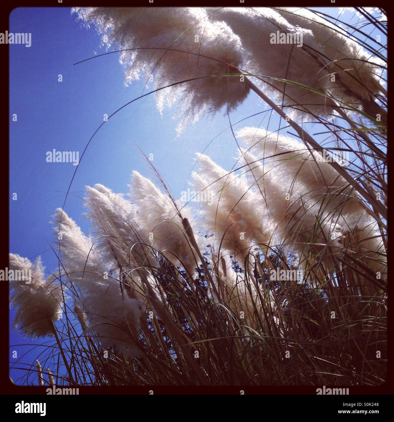 Tails fox hi-res stock photography and images - Alamy