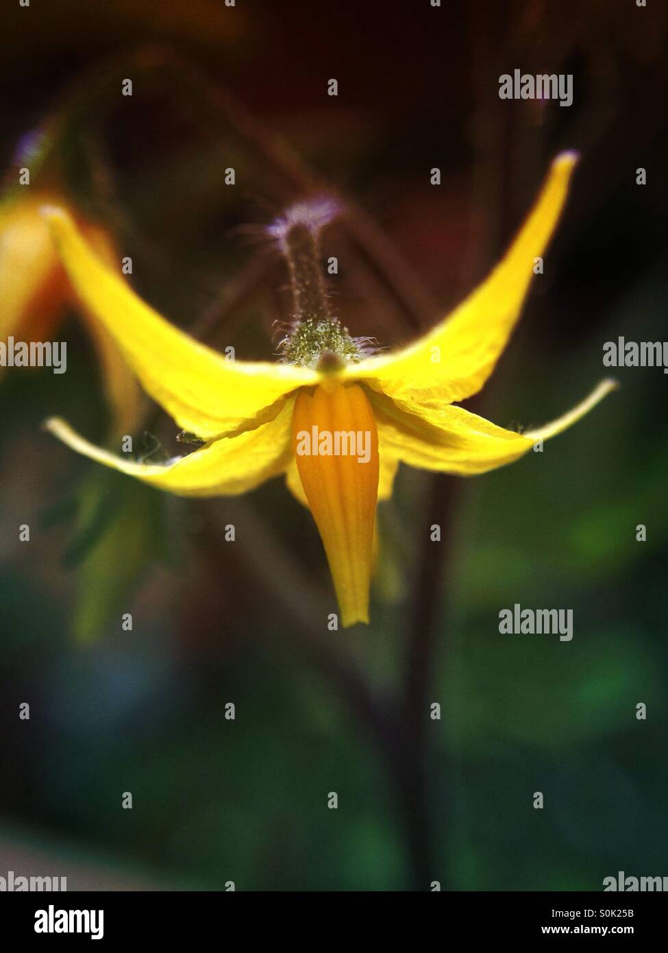Beauty of tomato flower hi-res stock photography and images - Alamy