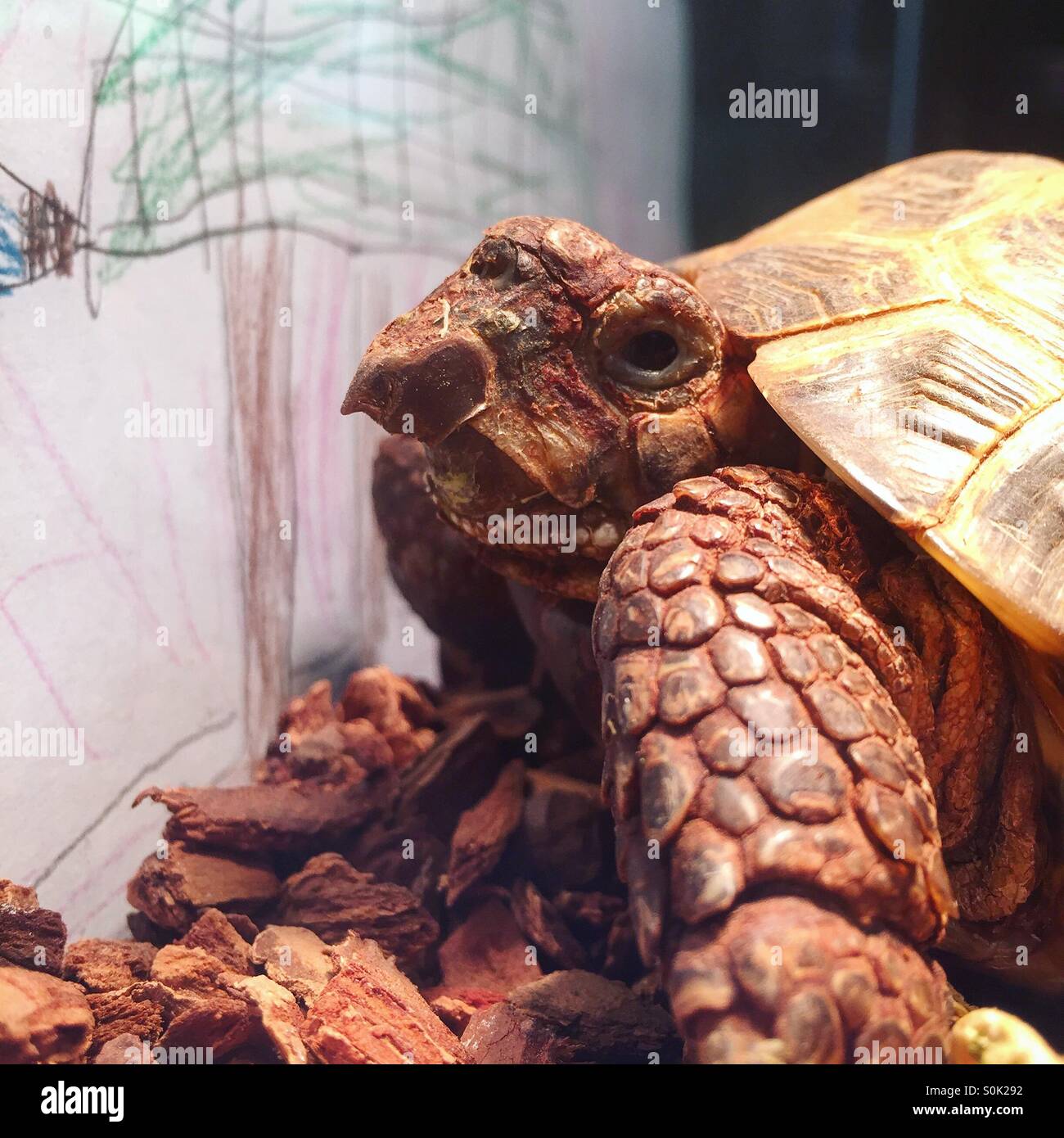 Ugly turtle hi-res stock photography and images - Alamy