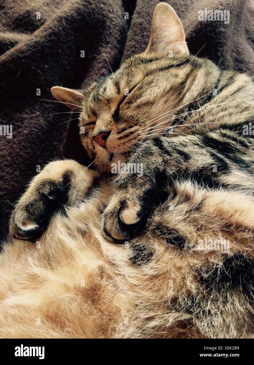 European tiger hi-res stock photography and images - Alamy