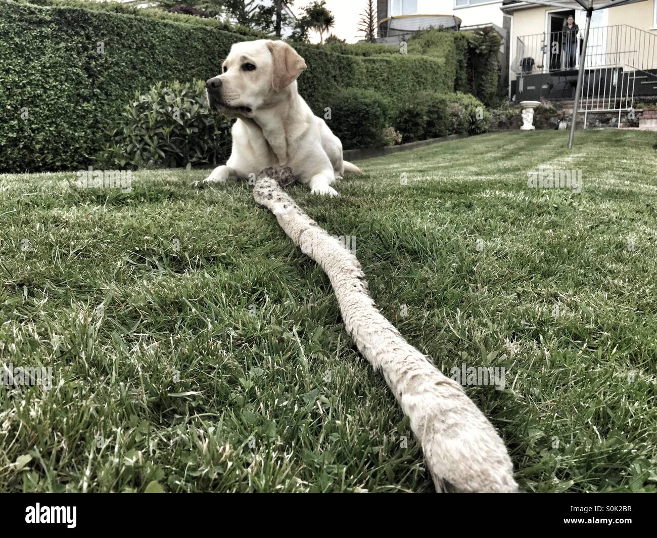 Dog at home Stock Photo - Alamy