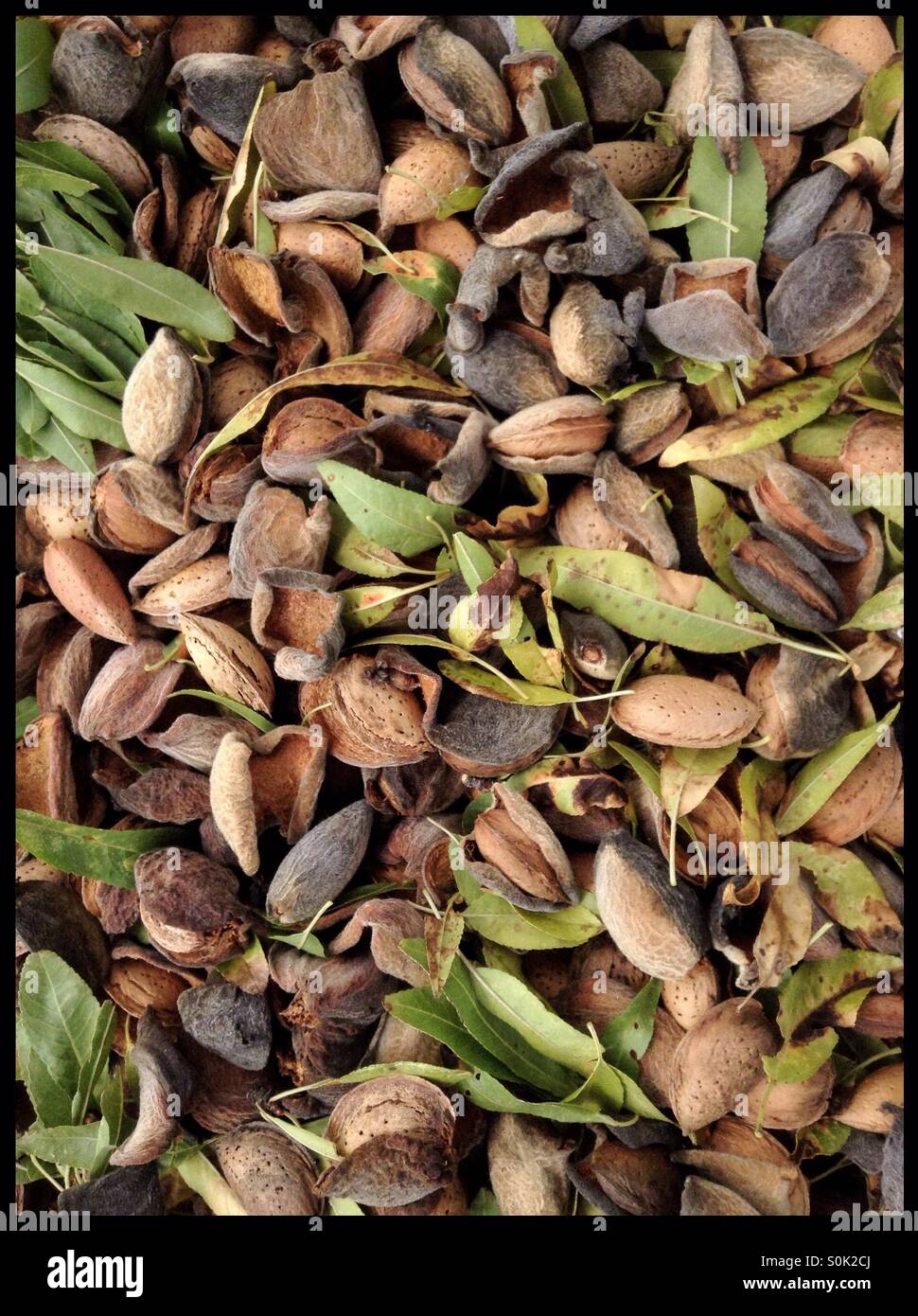 Freshly harvested almonds, Spain Stock Photo - Alamy