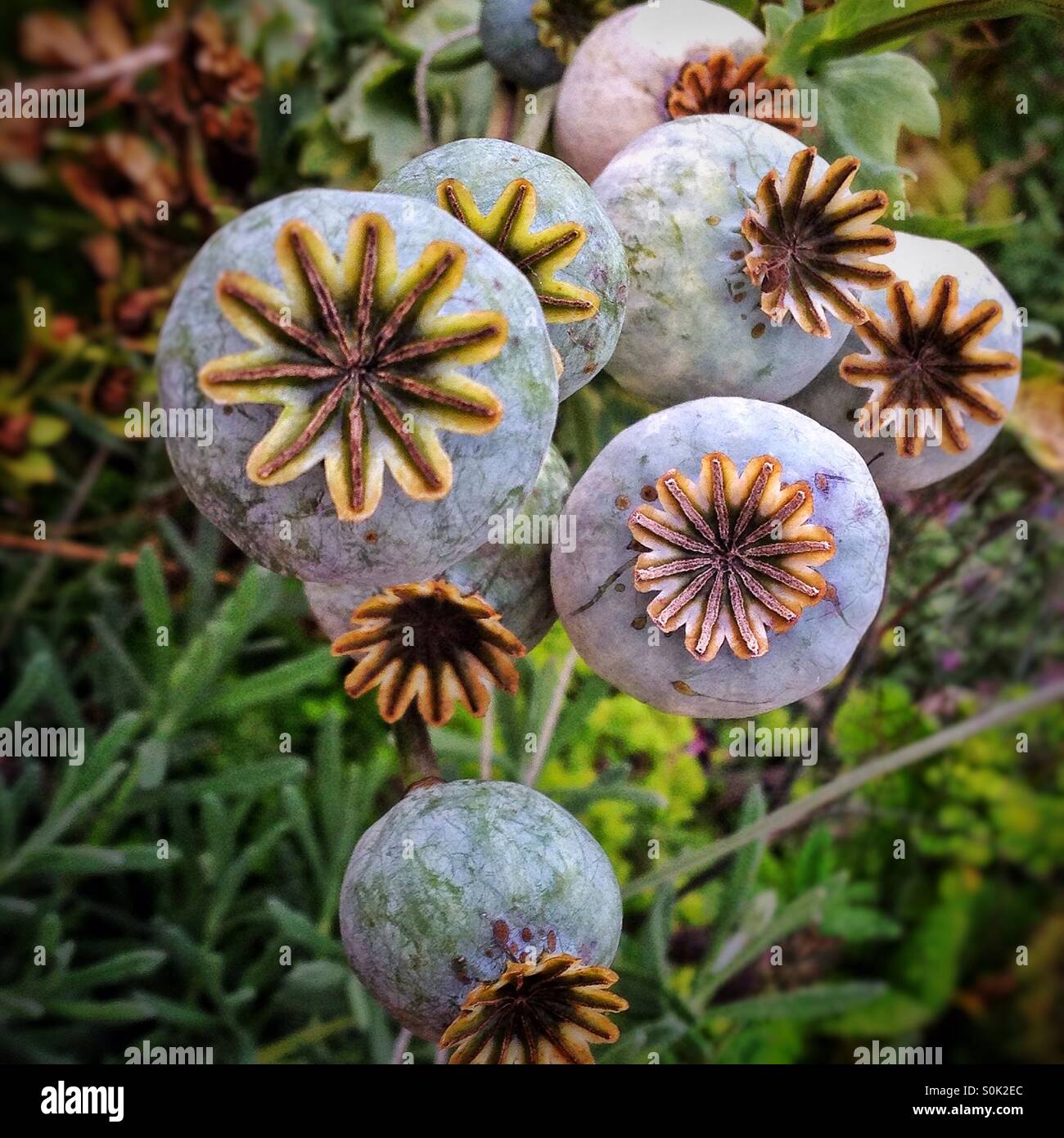 Poppy seed heads garden hi-res stock photography and images - Alamy
