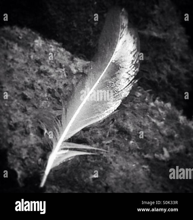Feather floating in lake Stock Photo - Alamy