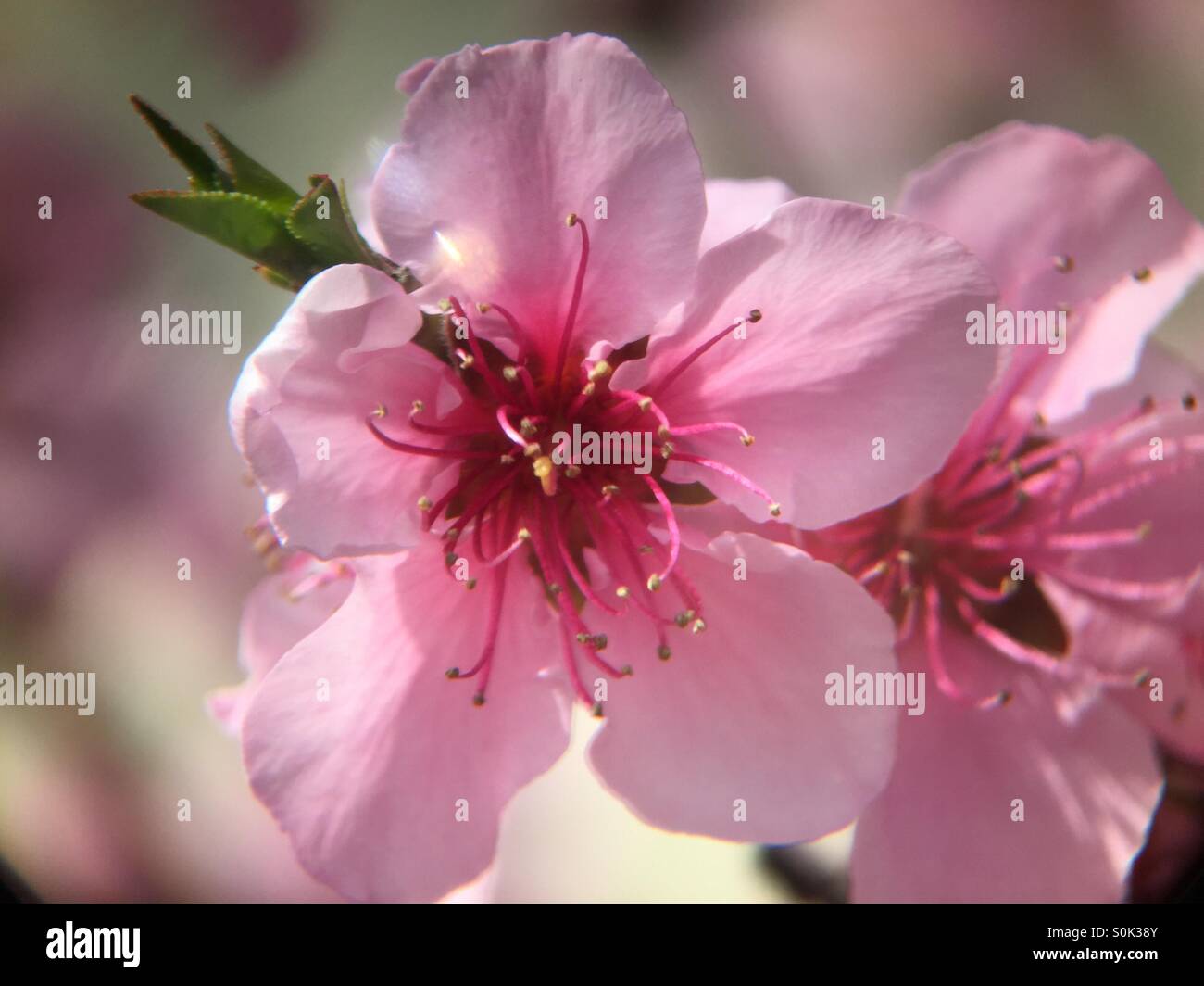 Peach blossom with bee hi-res stock photography and images - Alamy