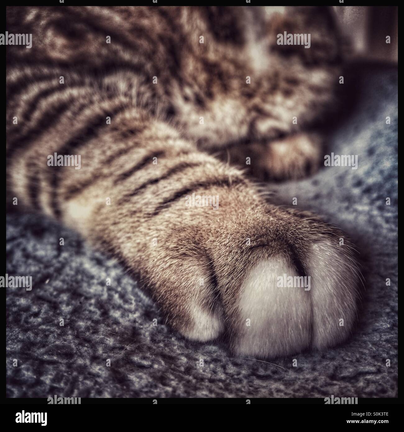 Close-up of cat's paw Stock Photo - Alamy