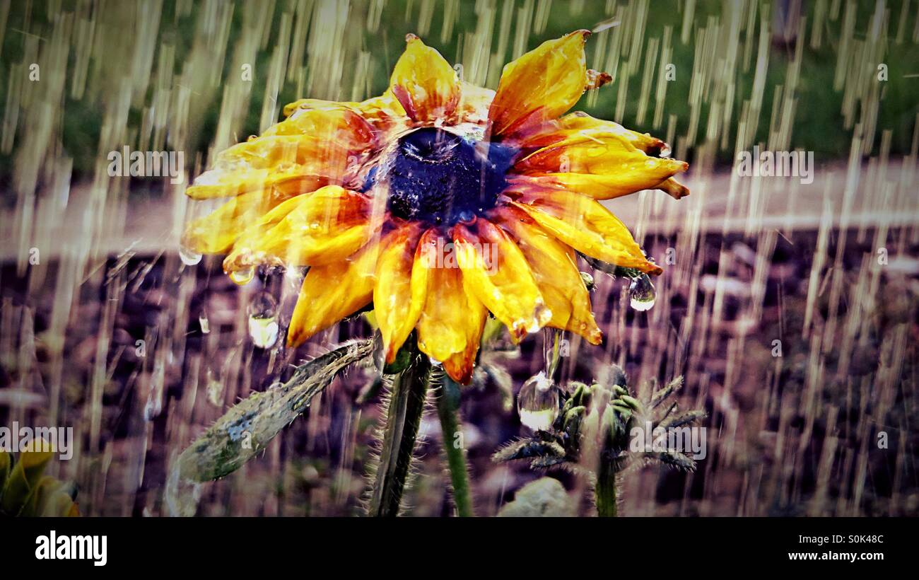 Large yellow flowers in water hi-res stock photography and images - Alamy