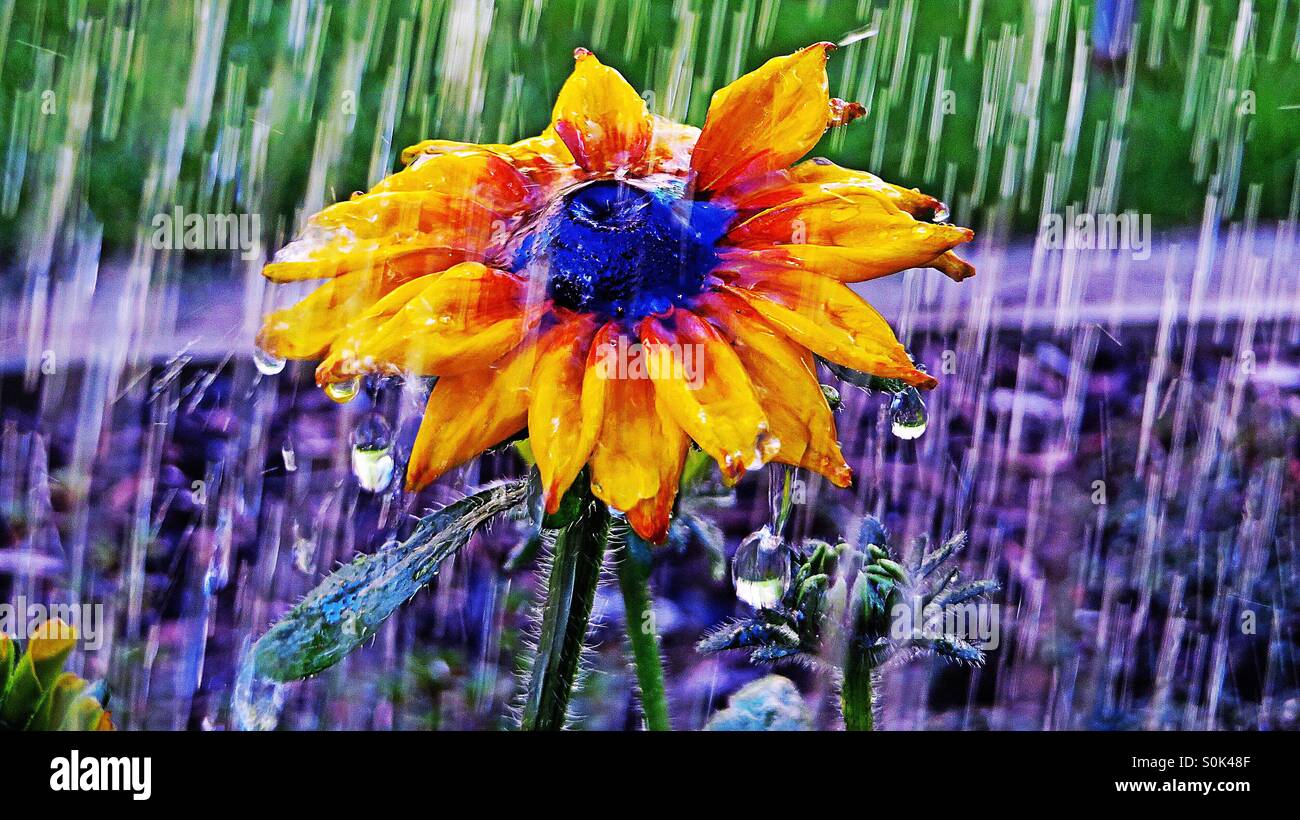Large yellow flower during heavy rainstorm Stock Photo - Alamy