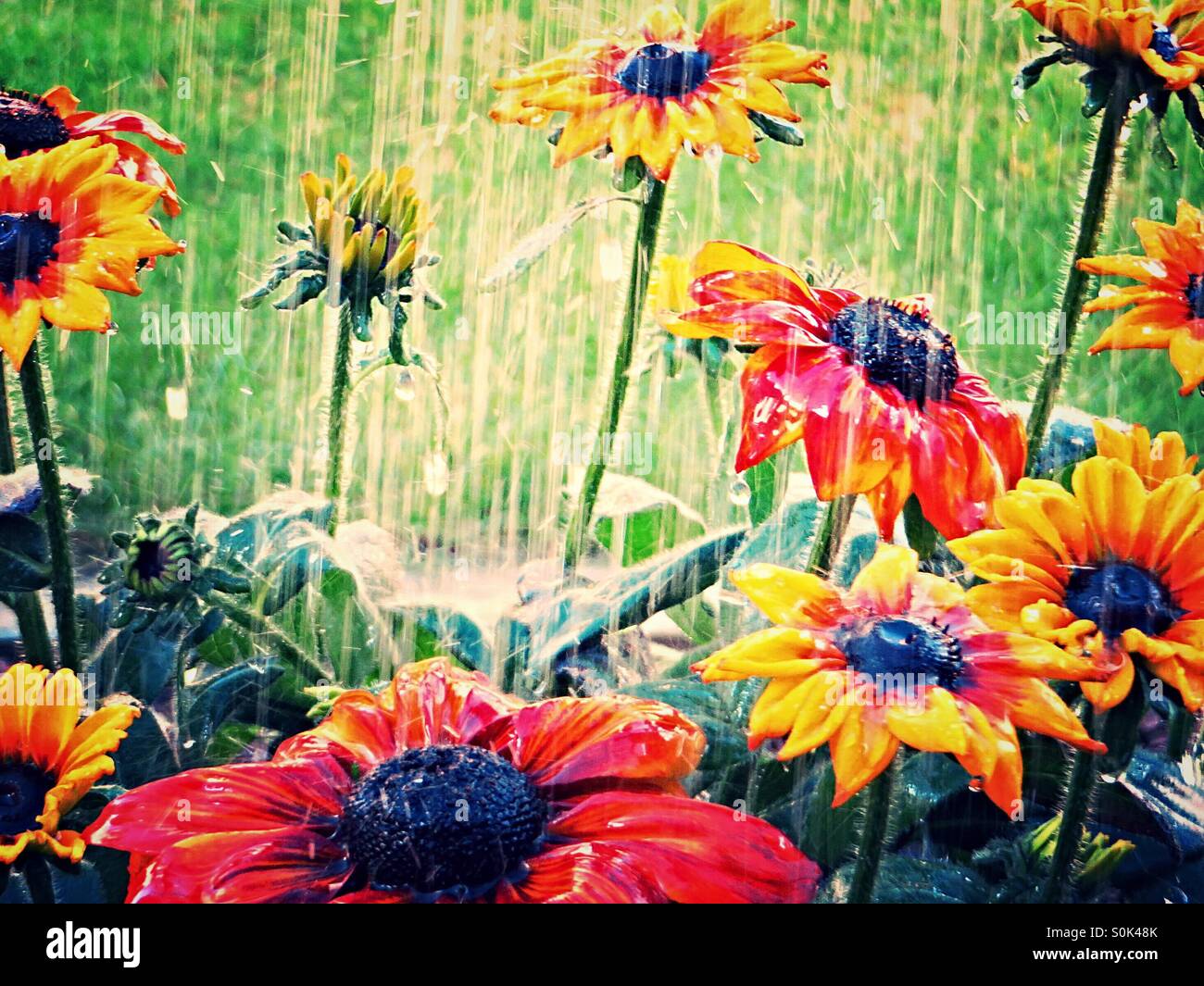 Yellow and red flowers during rain downpour Stock Photo - Alamy