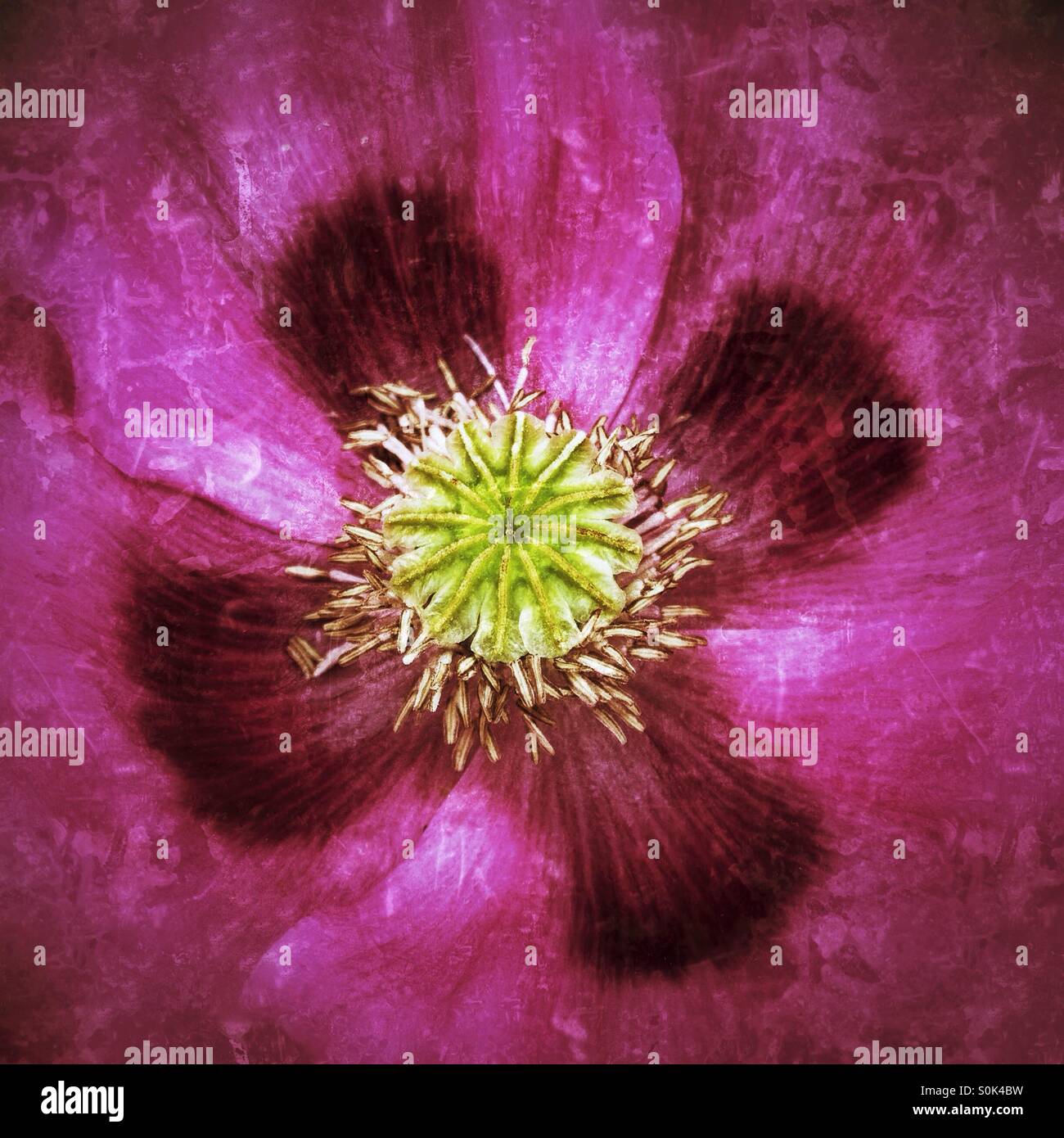 Poppy flower head Stock Photo - Alamy