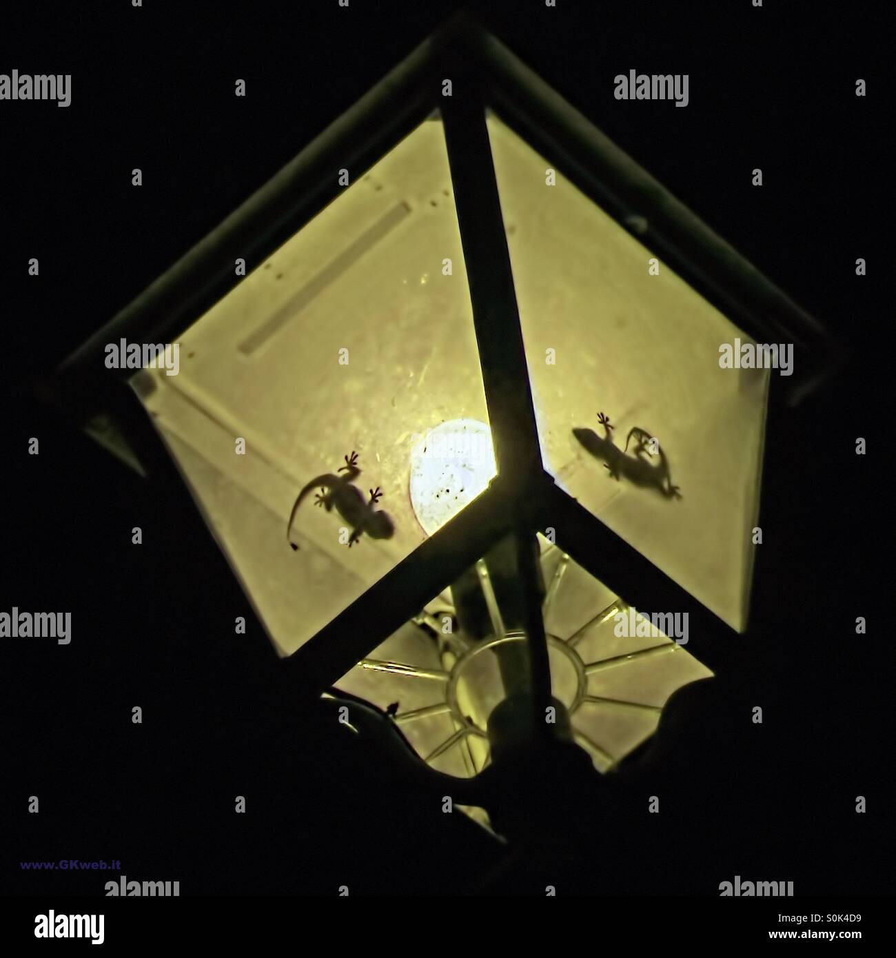 The Gecko Lamp Stock Photo - Alamy