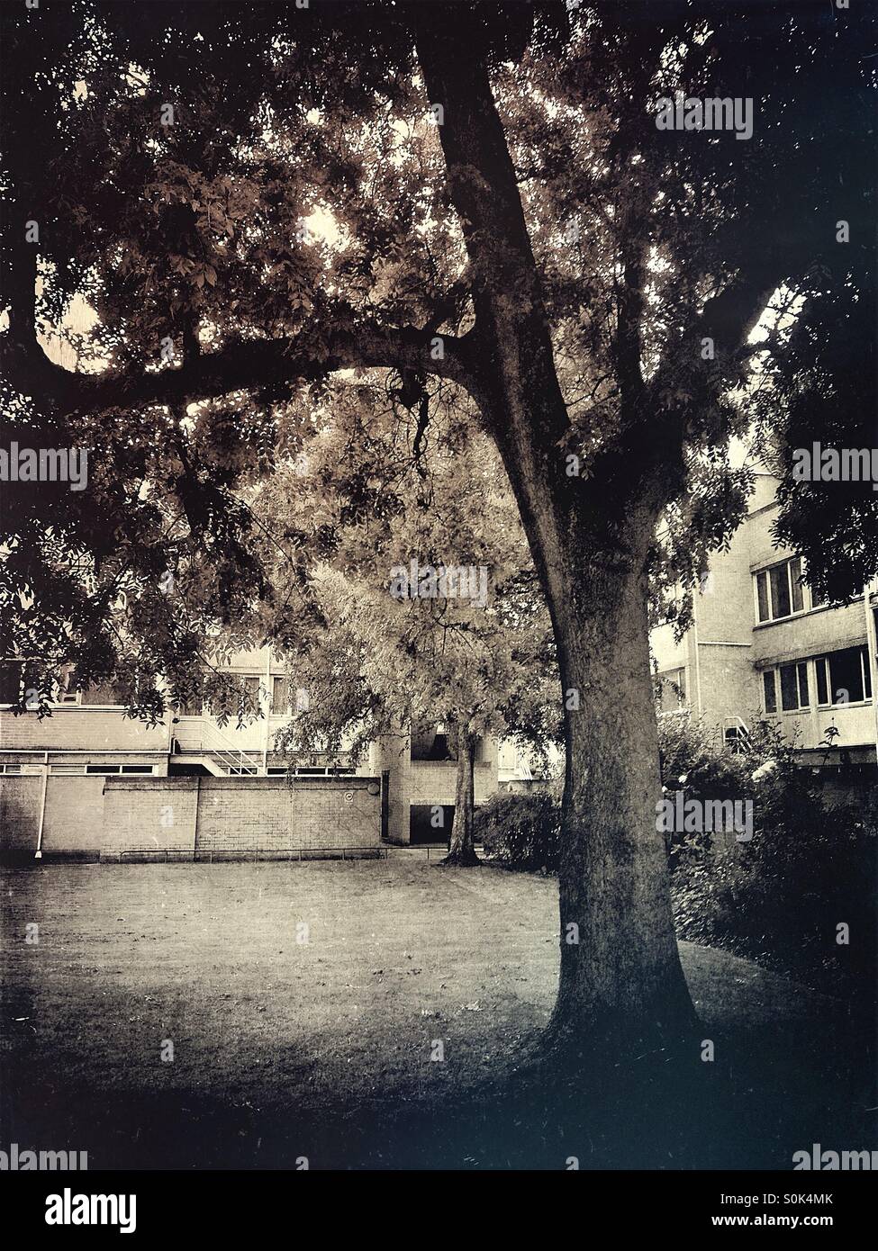 A tree in a communal garden Stock Photo - Alamy