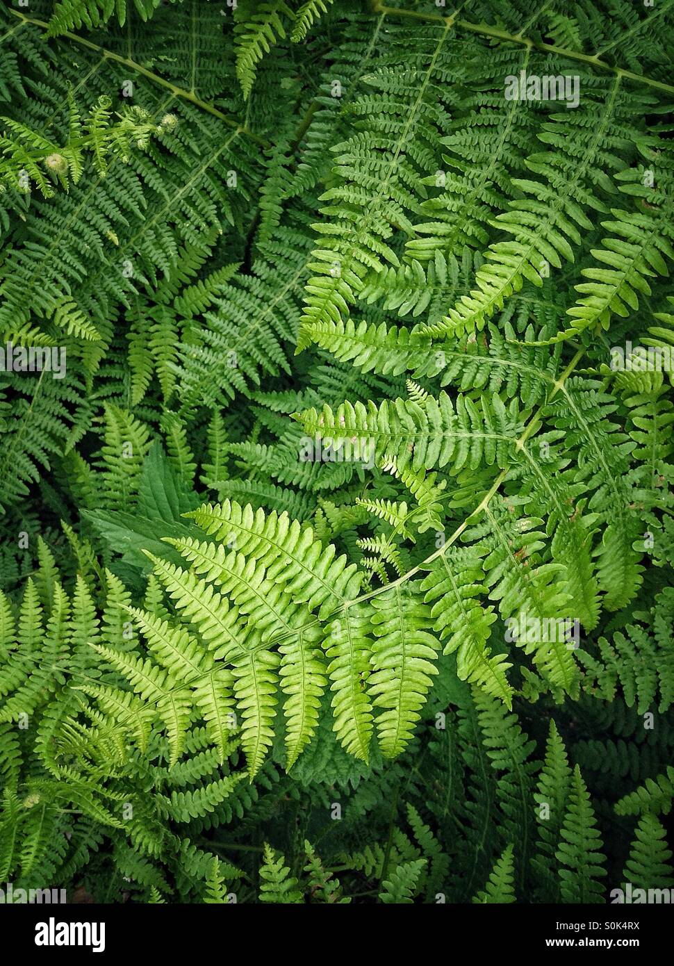 Green fern plant Stock Photo - Alamy