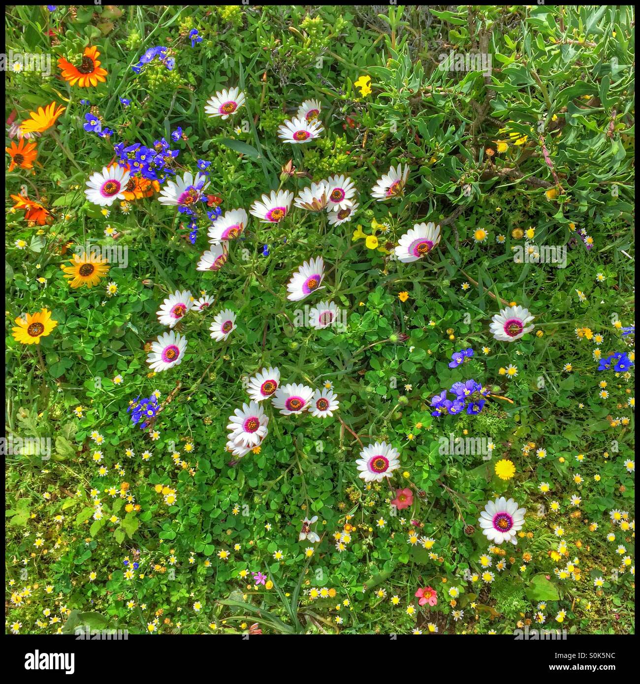 Postberg flowers hi-res stock photography and images - Alamy