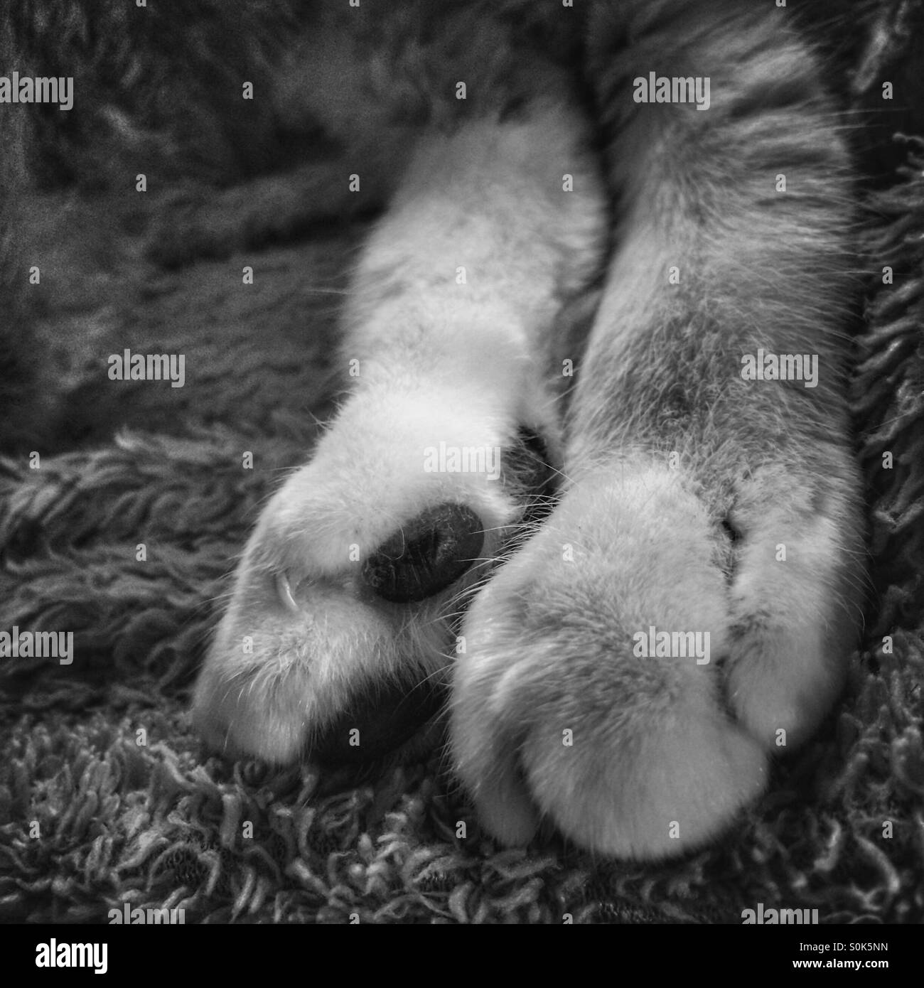 Cat's hind paws Stock Photo - Alamy