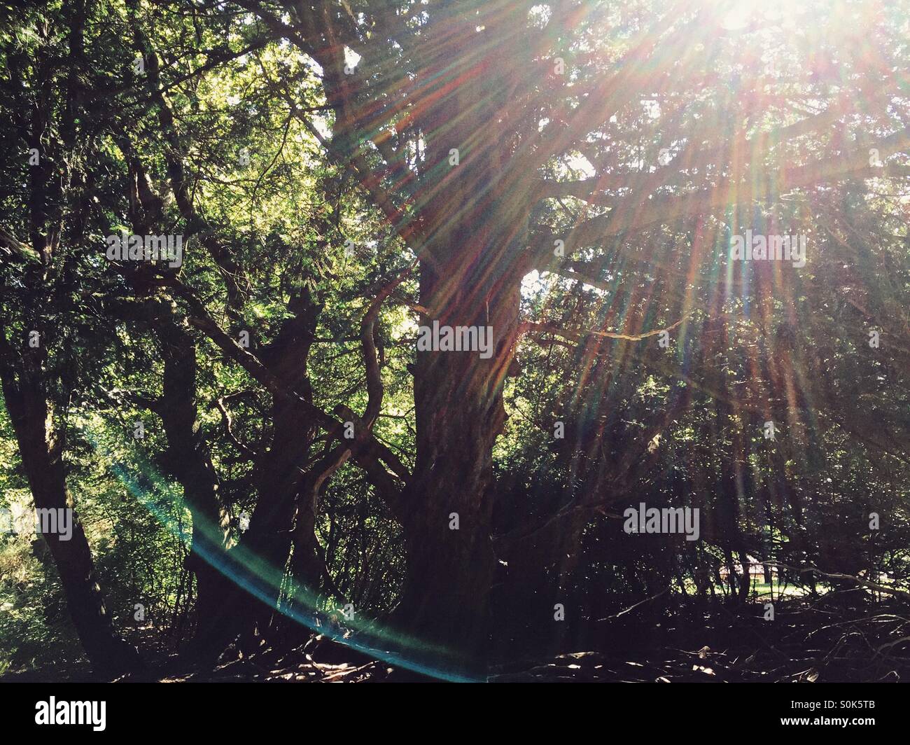 Sun rays woodland hi-res stock photography and images - Alamy